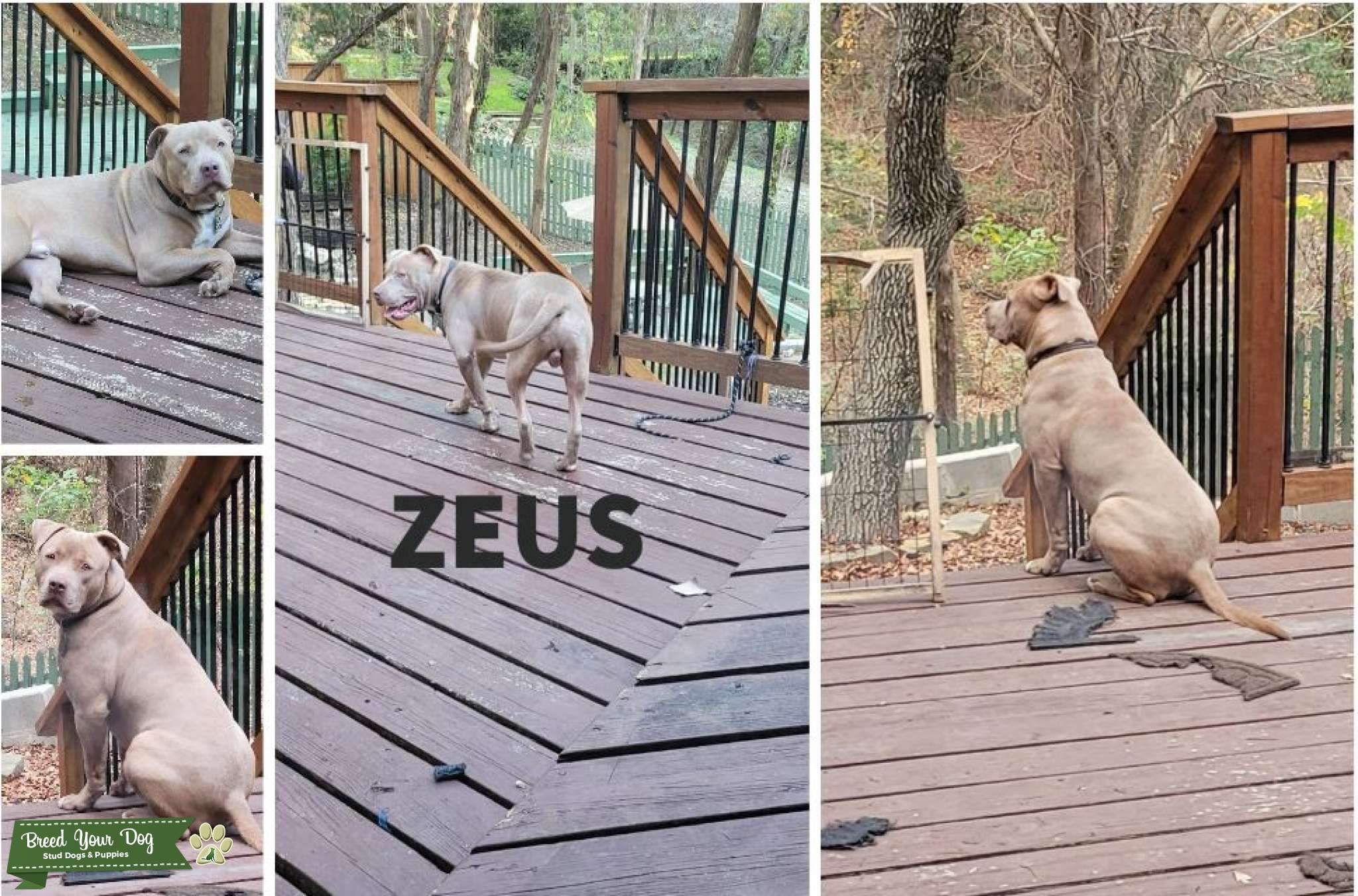 Zeus needs to let loose - Stud Dog DFW - Breed Your Dog