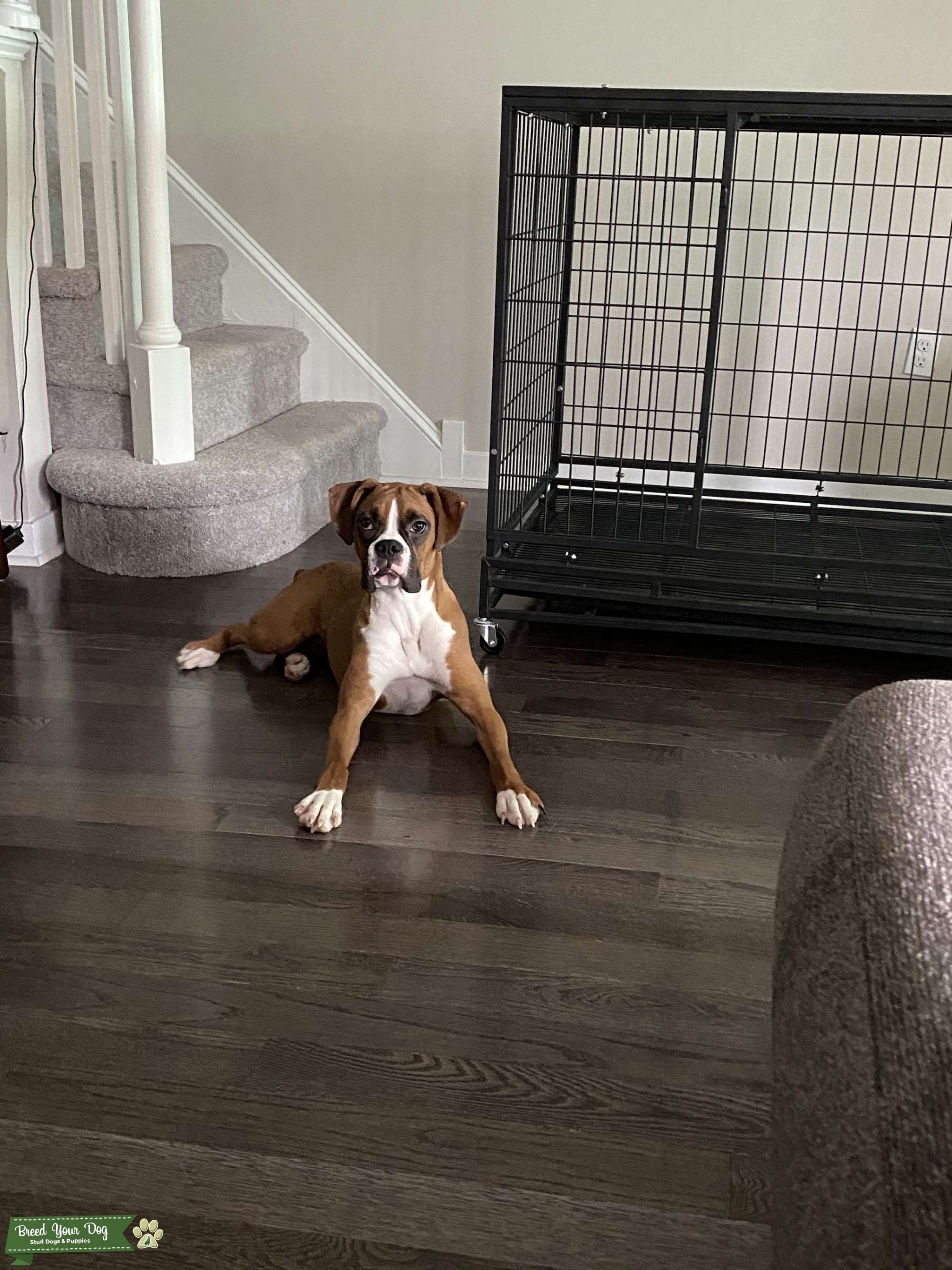Fawn Female Boxer - Stud Dog in Pennsylvania , the United States ...