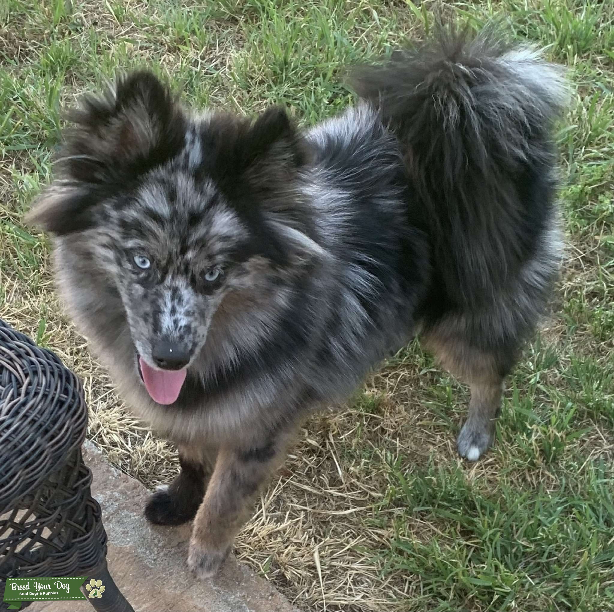Blue Merle Pomsky - Stud Dog in Texas, the United States | Breed Your Dog