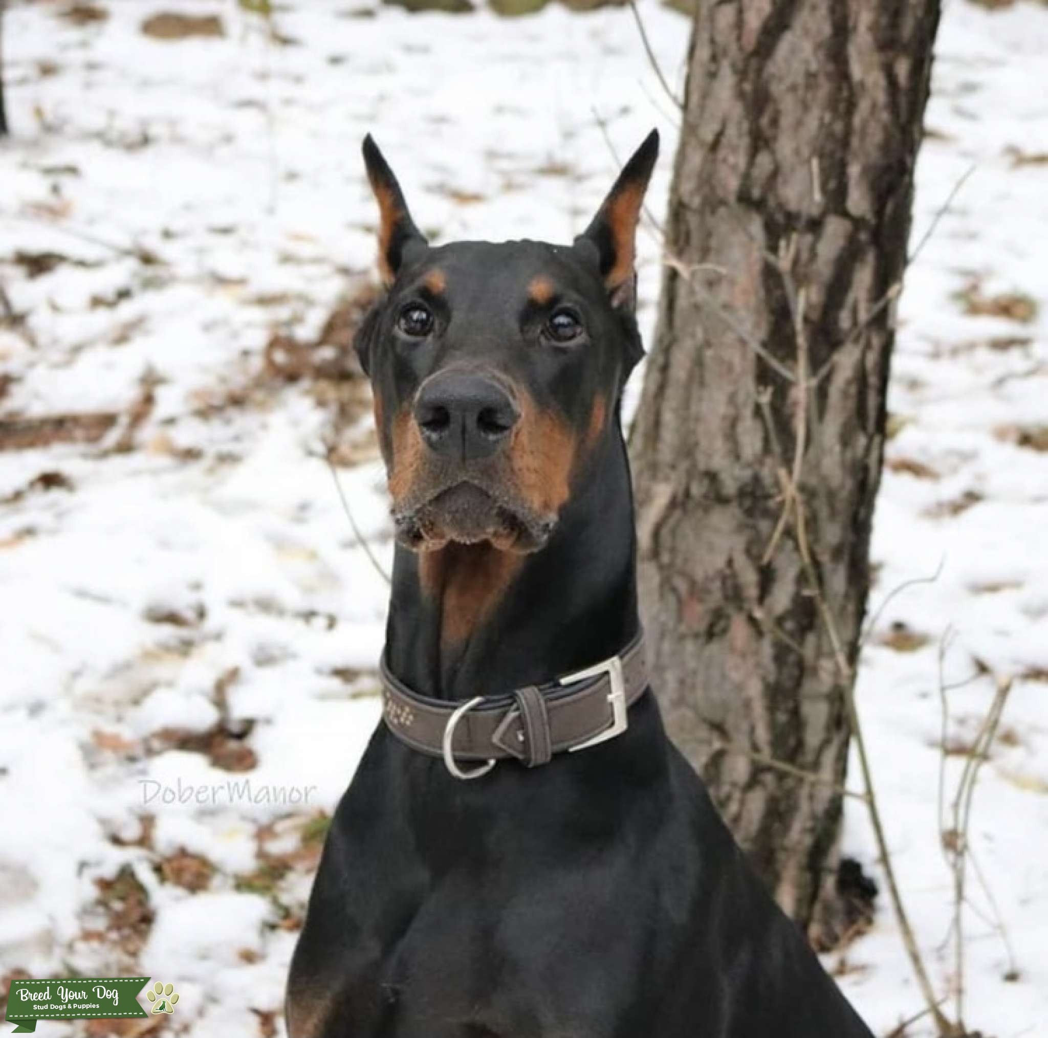 European Doberman - Stud Dog in Hollywood , United States | Breed Your Dog