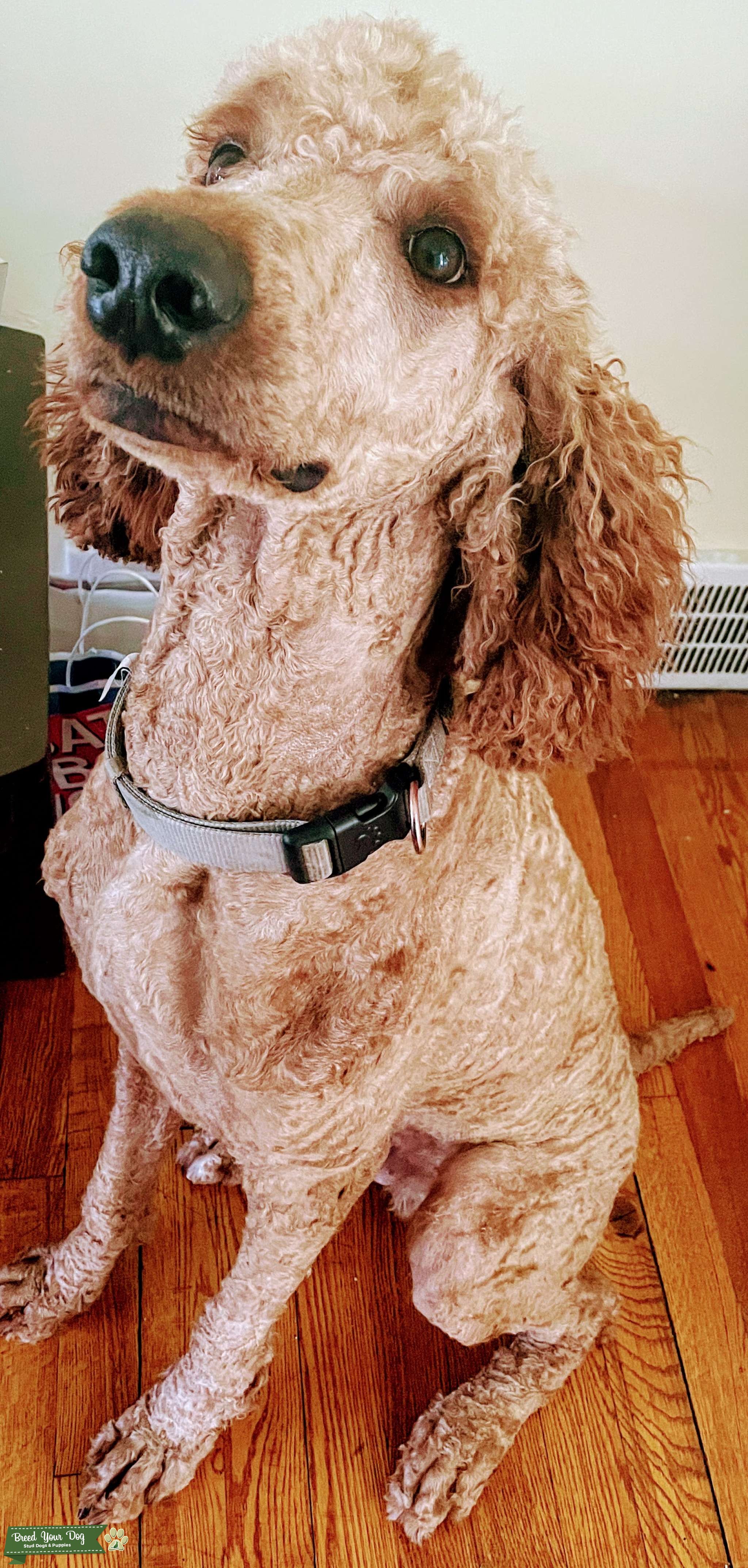 Friendly Super Sweet Red AKC Poodle - Stud Dog in United States, the ...