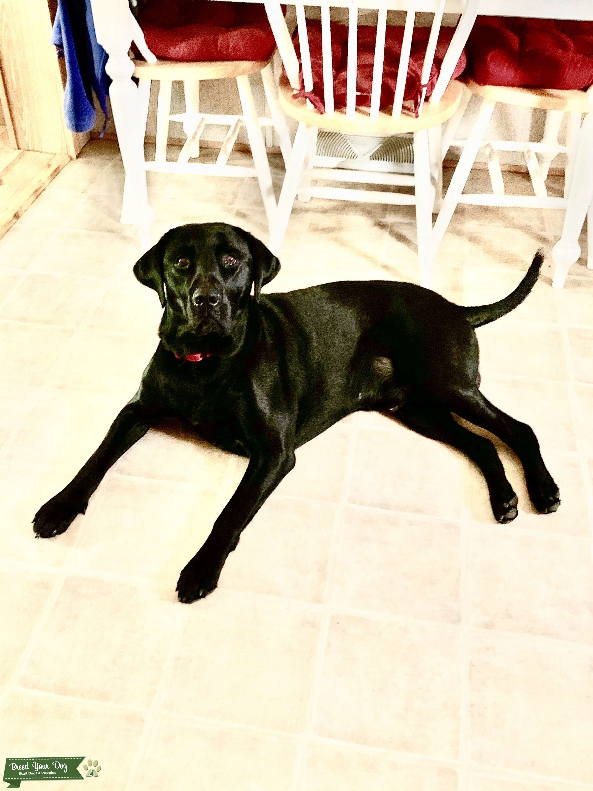 Black Labrador - Stud Dog in Northeast, United States | Breed Your Dog