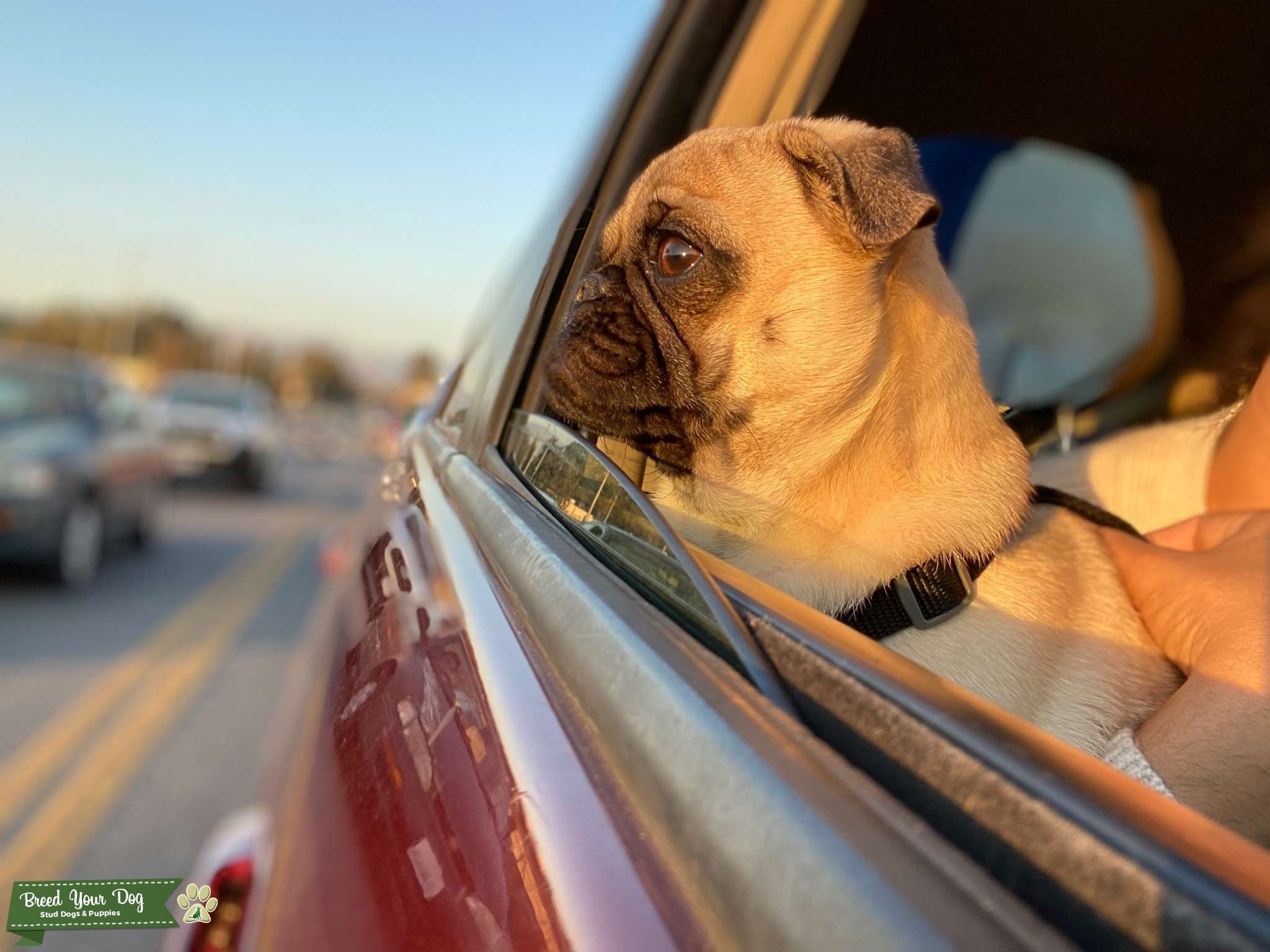 Full breed pug - Stud Dog in Boyle heights, the United States | Breed ...