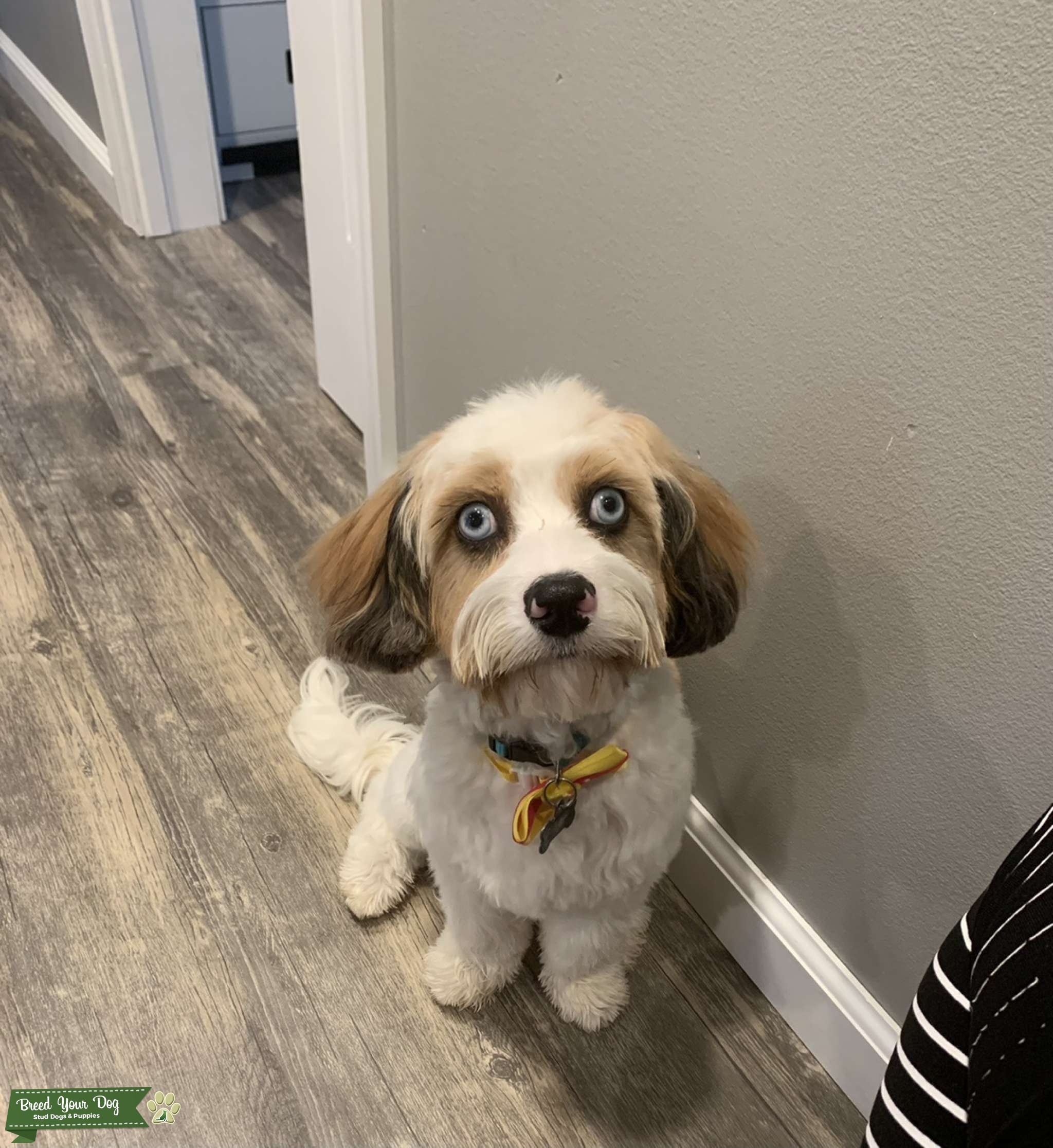 Blue Eyed Cavapoo - Stud Dog in New Jersey , the United States | Breed ...