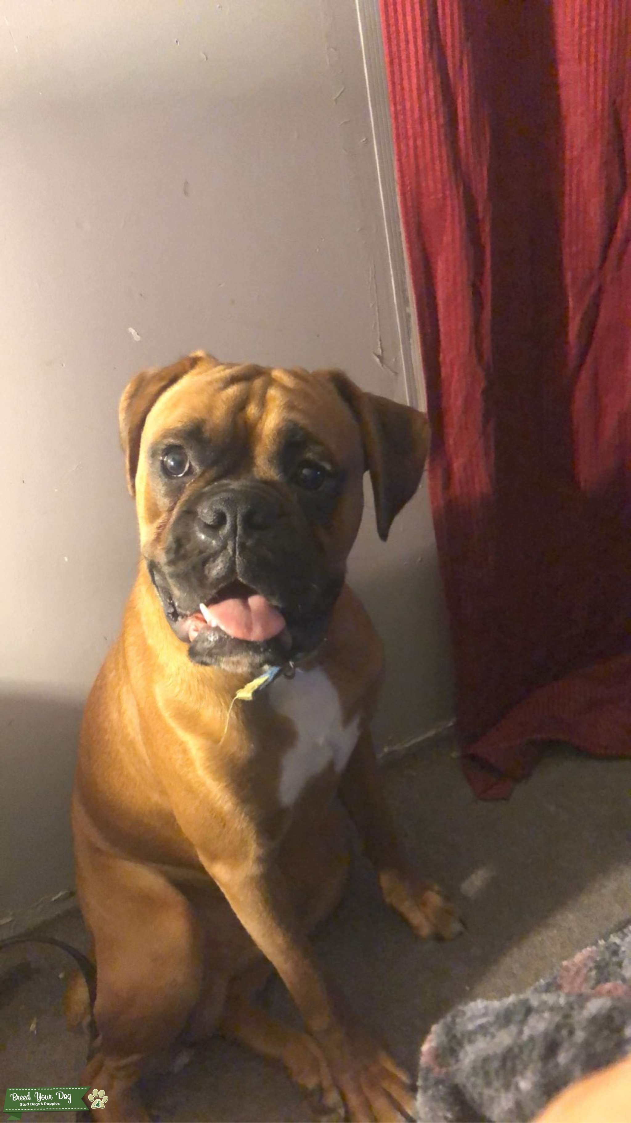 AKC Boxer Stud - Stud Dog in Indiana , the United States | Breed Your Dog