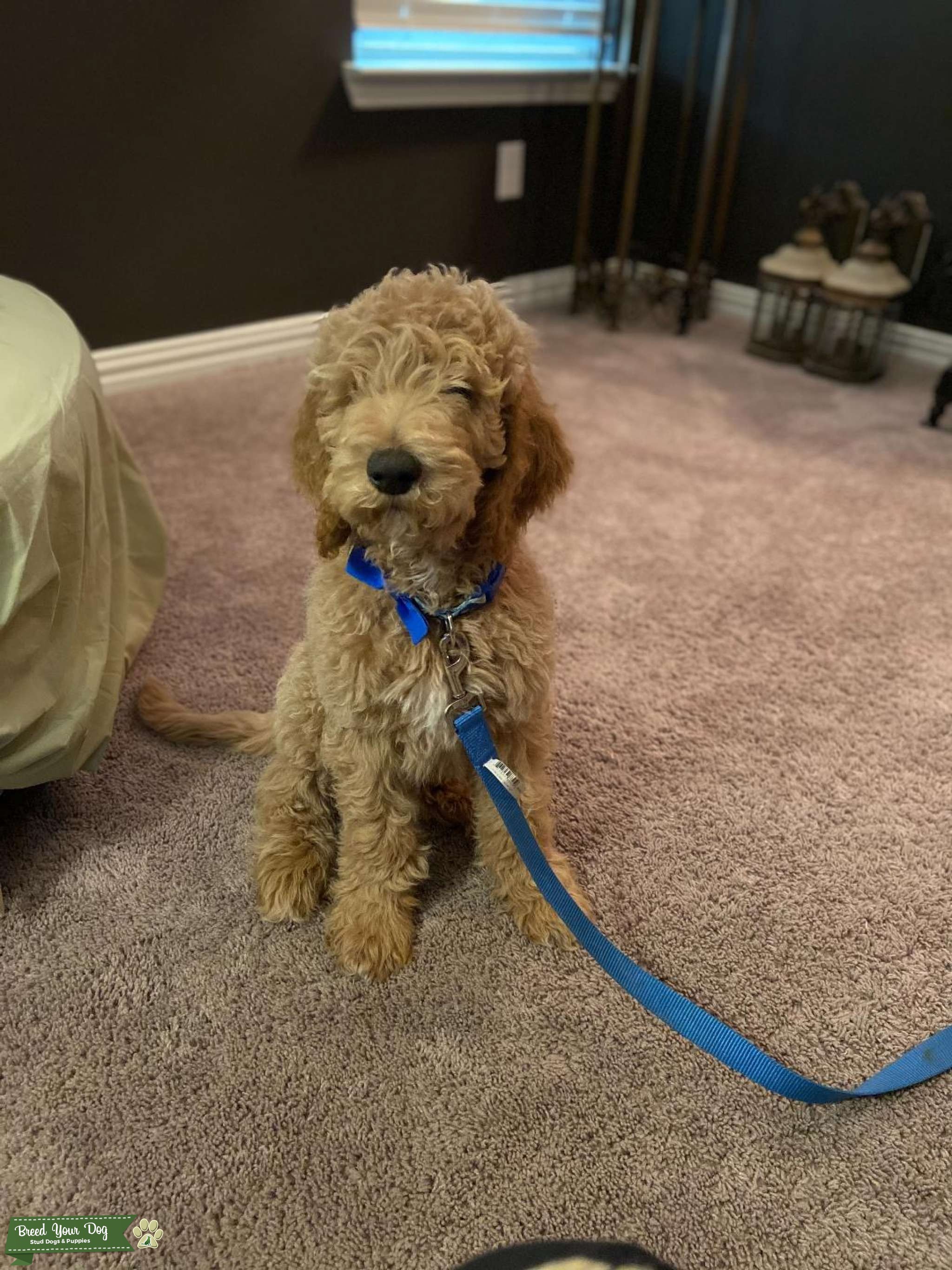 Providing Stud Services - Stud Dog in Texas, the United States | Breed ...