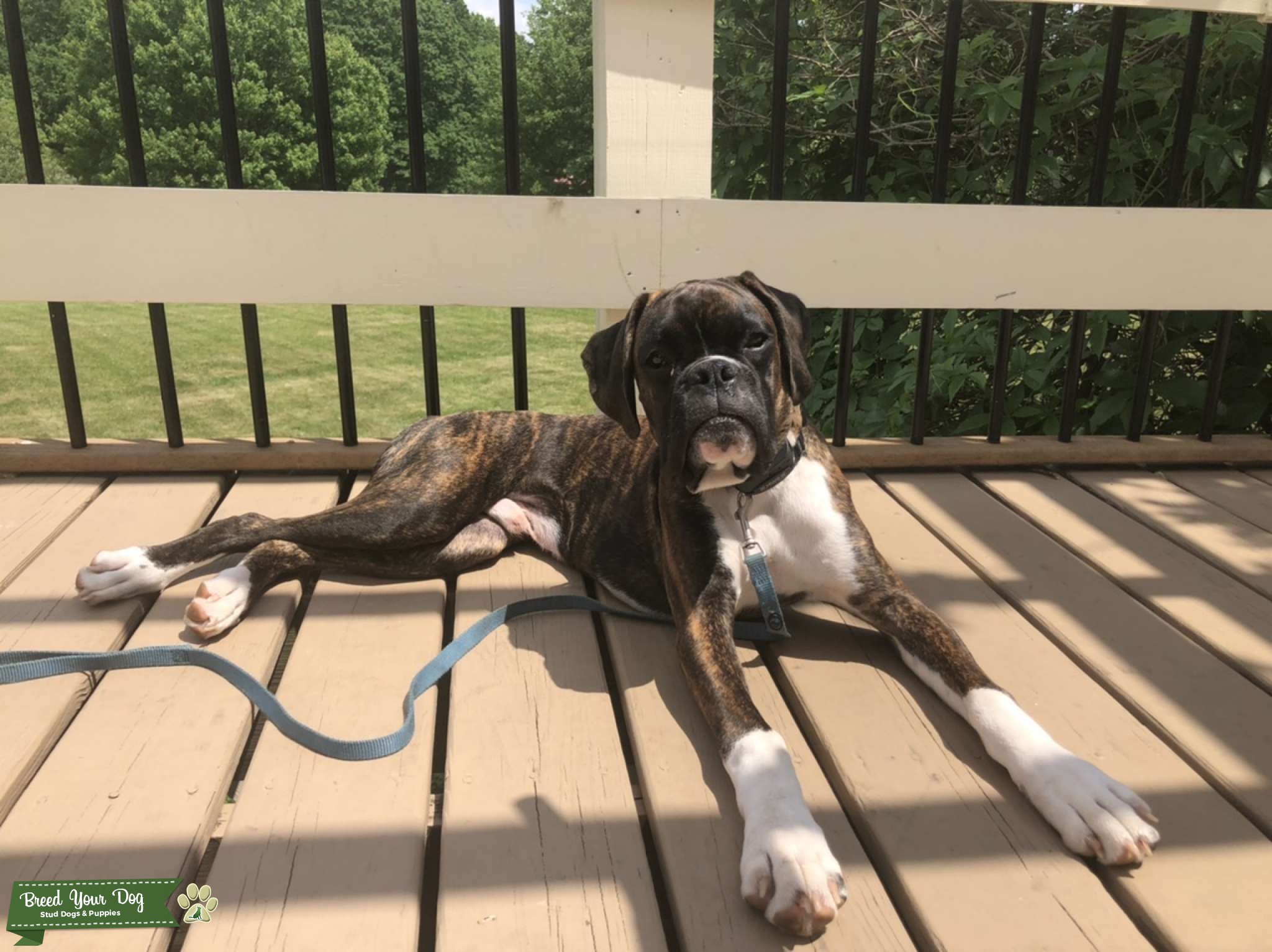 AKC Boxer stud - Stud Dog in Central New York , the United States ...
