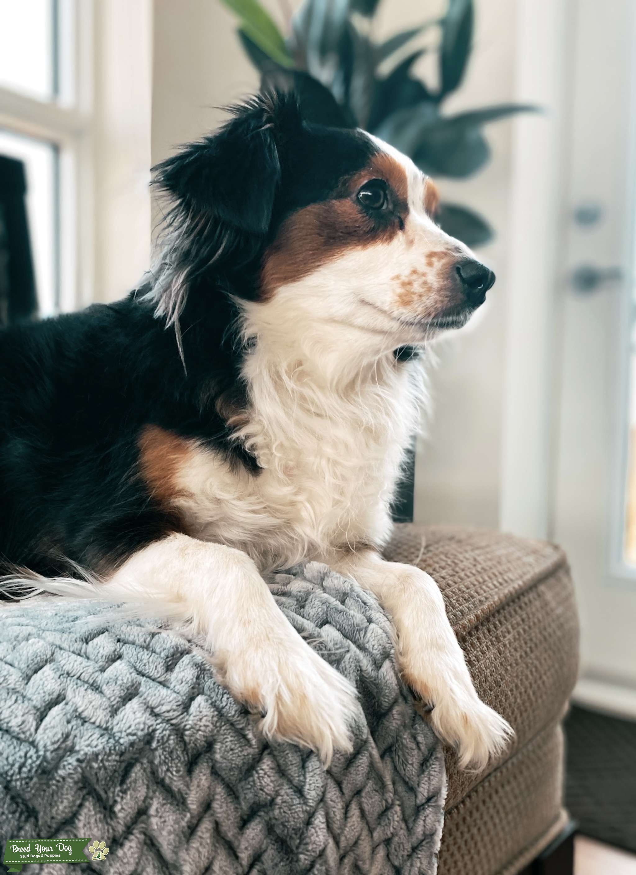 Pure Bred Tri-Colored Mini Female Aussie Shepherd - Stud Dog Hamilton ...