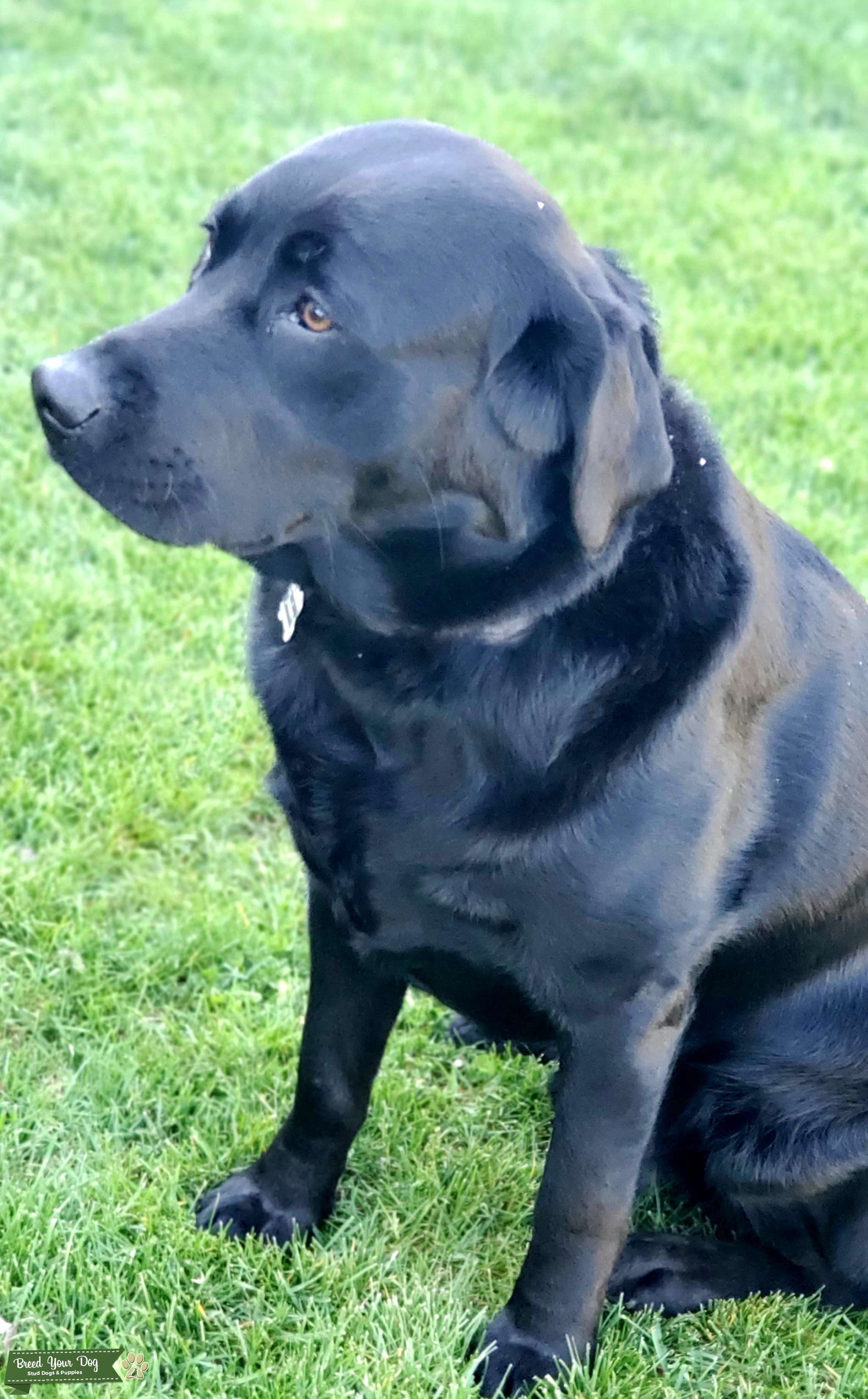 Black Labrador - Stud Dog in Illinois, the United States | Breed Your Dog