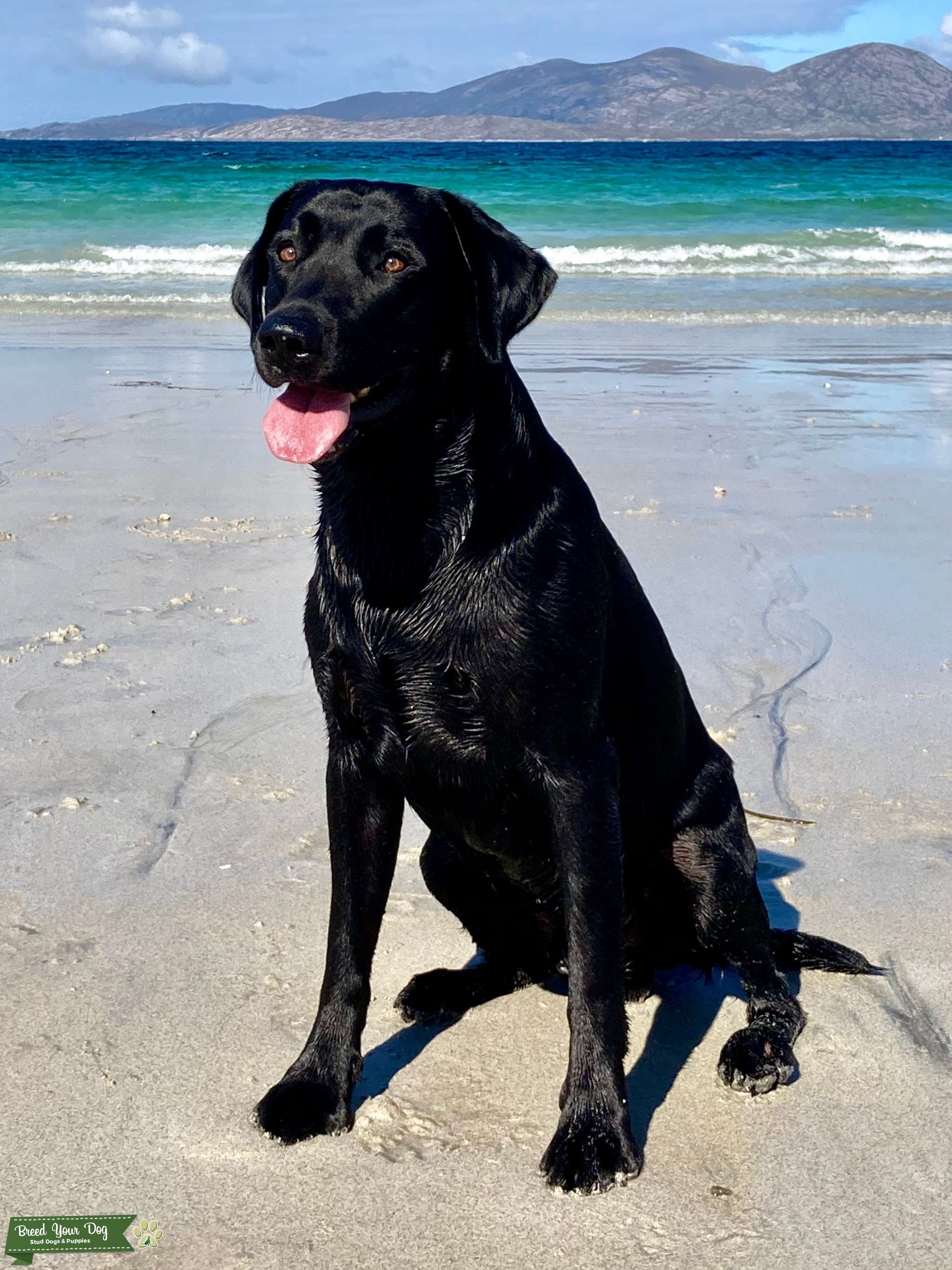 K C Registered Black Labrador - Stud Dog in Gloucestershire, the United ...