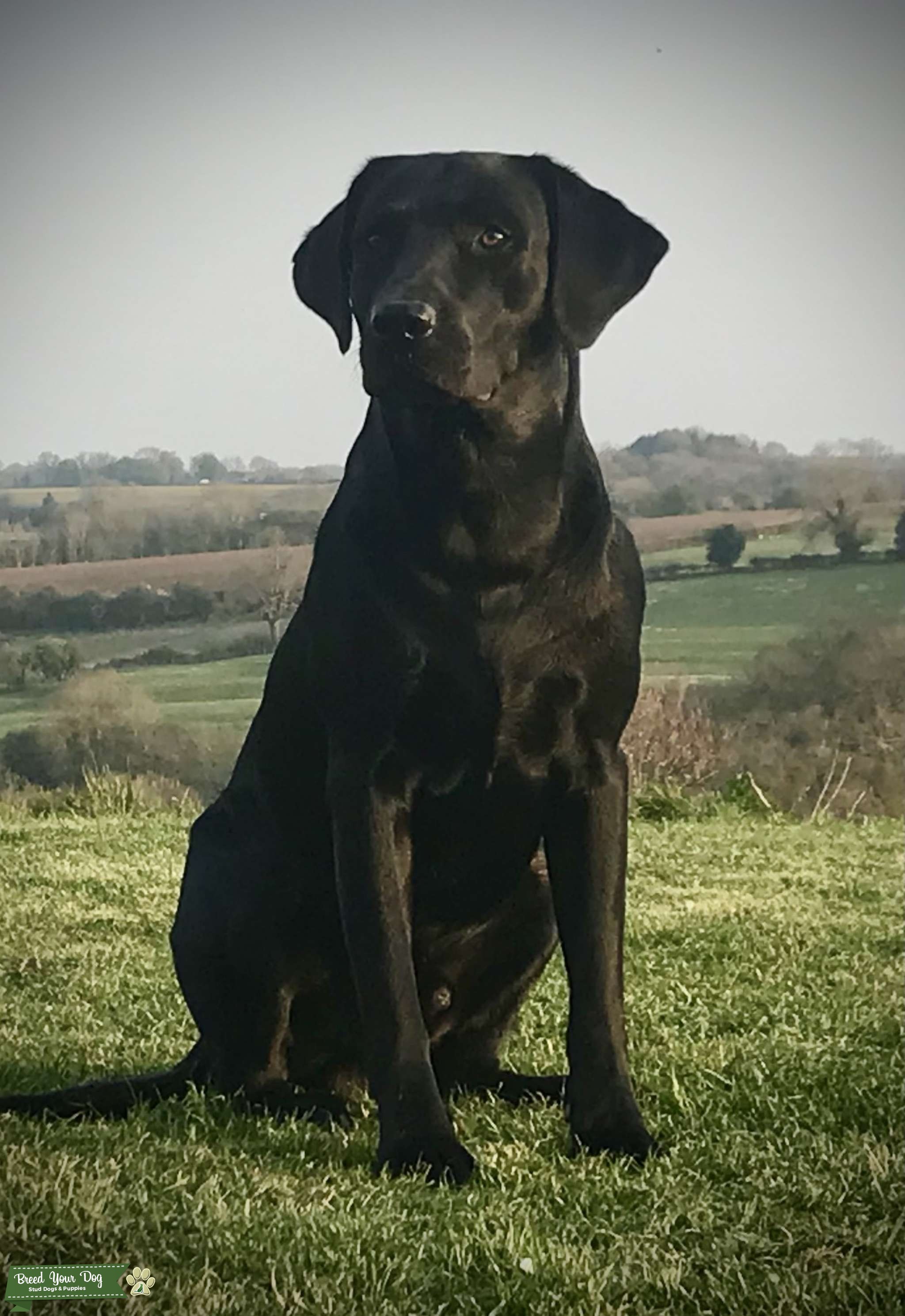 K C Registered Black Labrador - Stud Dog in Gloucestershire, the United ...