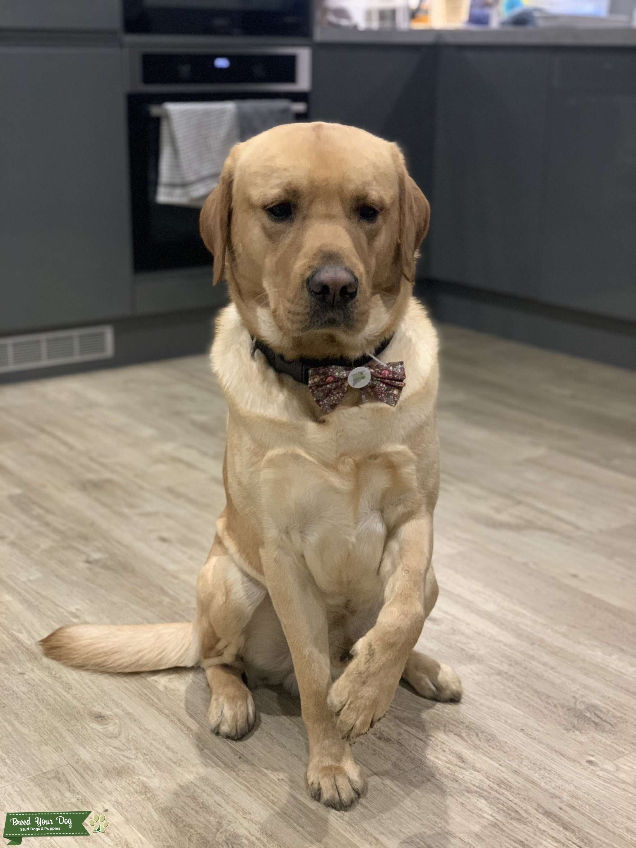 Yellow/golden Male Lab - Stud Dog in Berkshire , United States | Breed ...