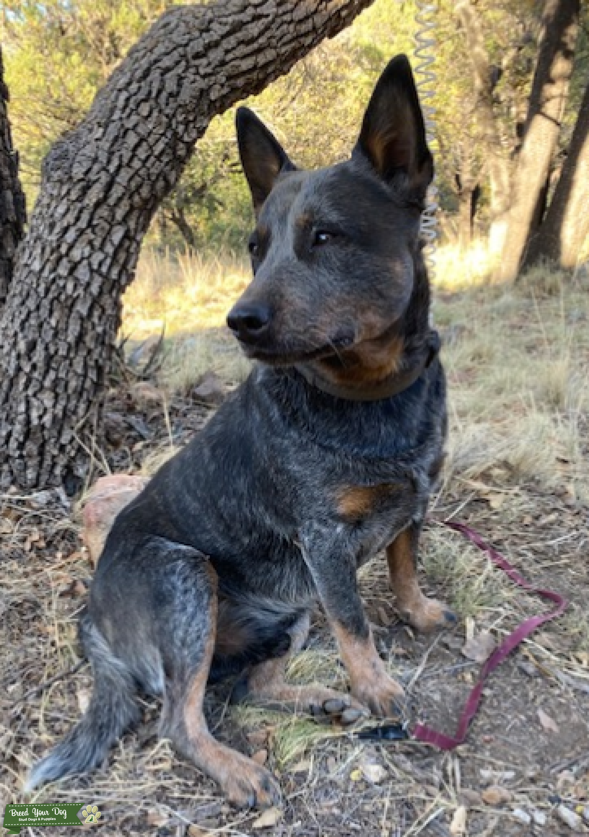 Stud Male Blue Heeler - Stud Dog in Utah, the United States | Breed ...