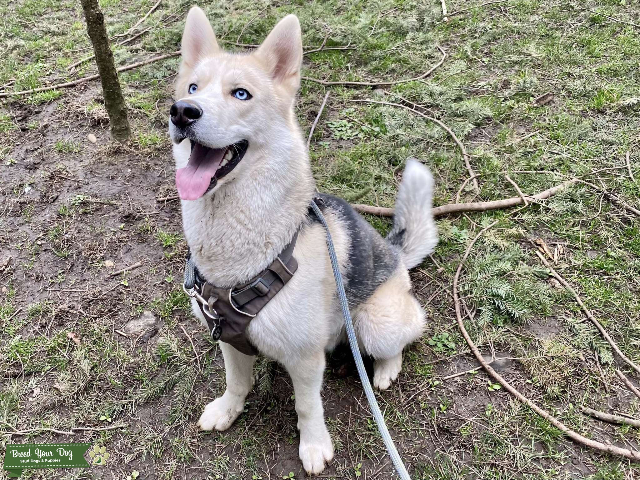 Handsome 1-Year Old Shepsky - Stud Dog in OR, the United States | Breed ...