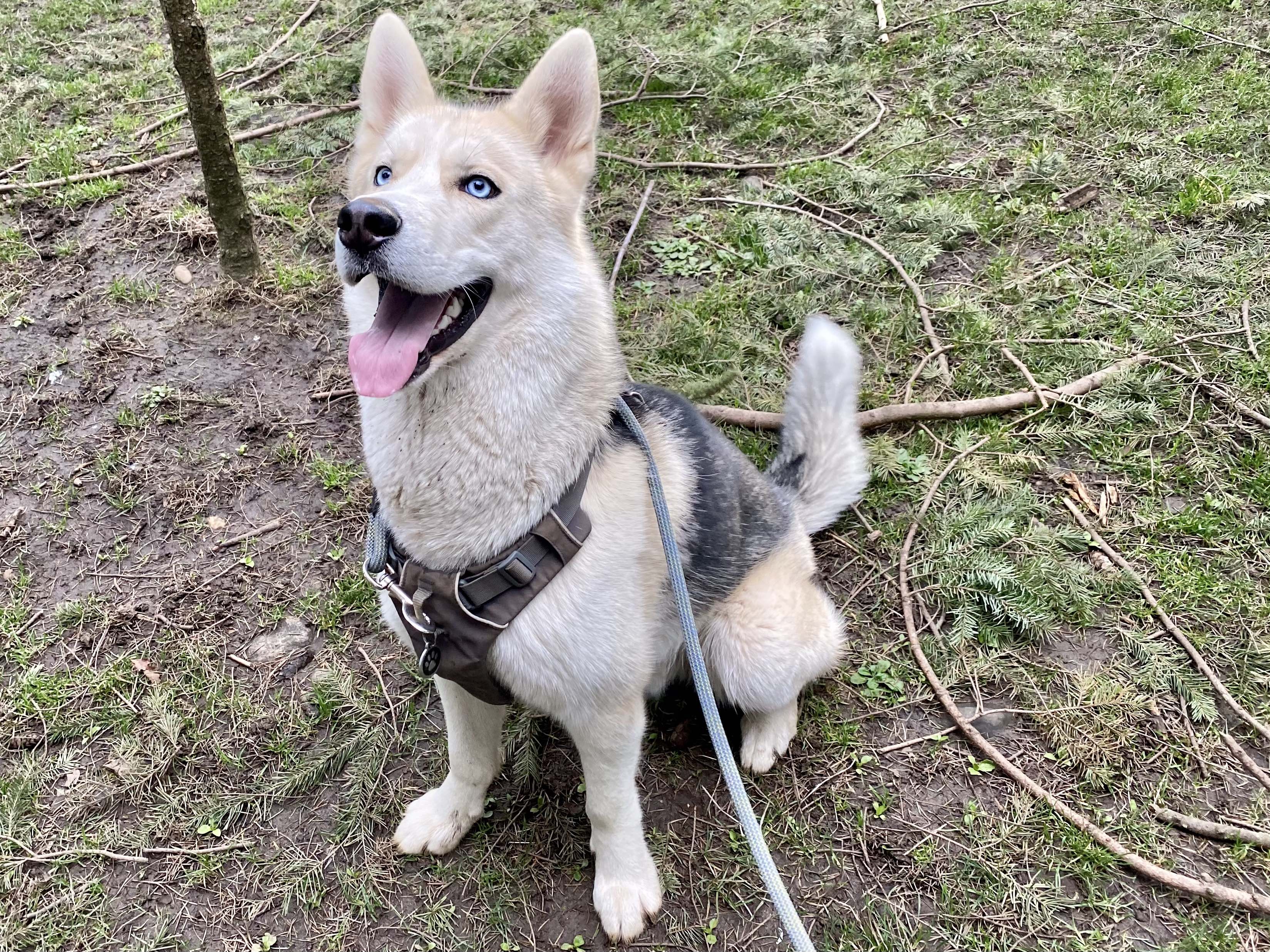 Handsome 1-Year Old Shepsky - Stud Dog in OR, the United States | Breed ...