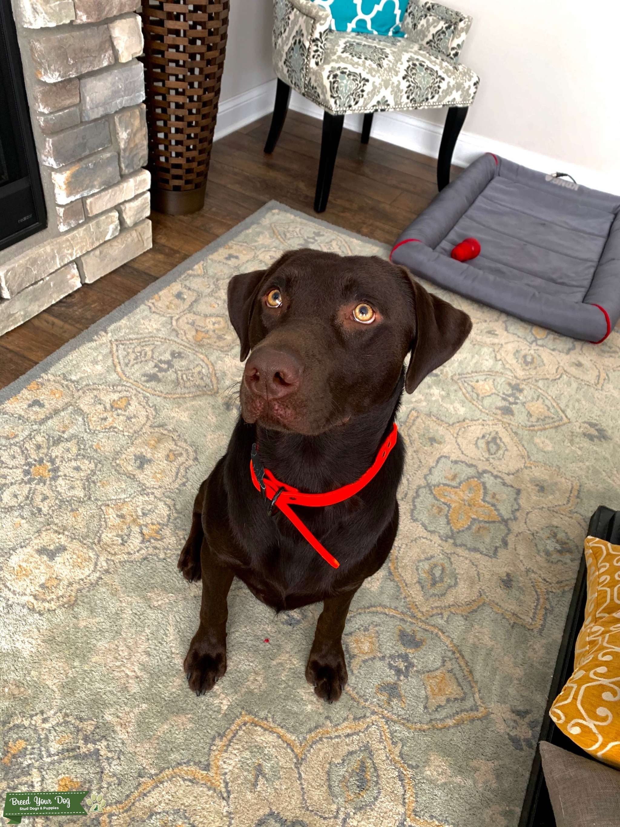 Chocolate Labrador Retriever - Stud Dog in Minnesota, United States ...