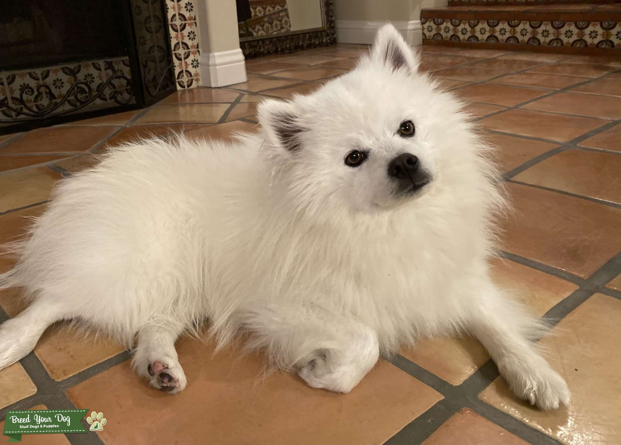 Aspen Von Fluffer - Stud Dog Southern California - Breed Your Dog