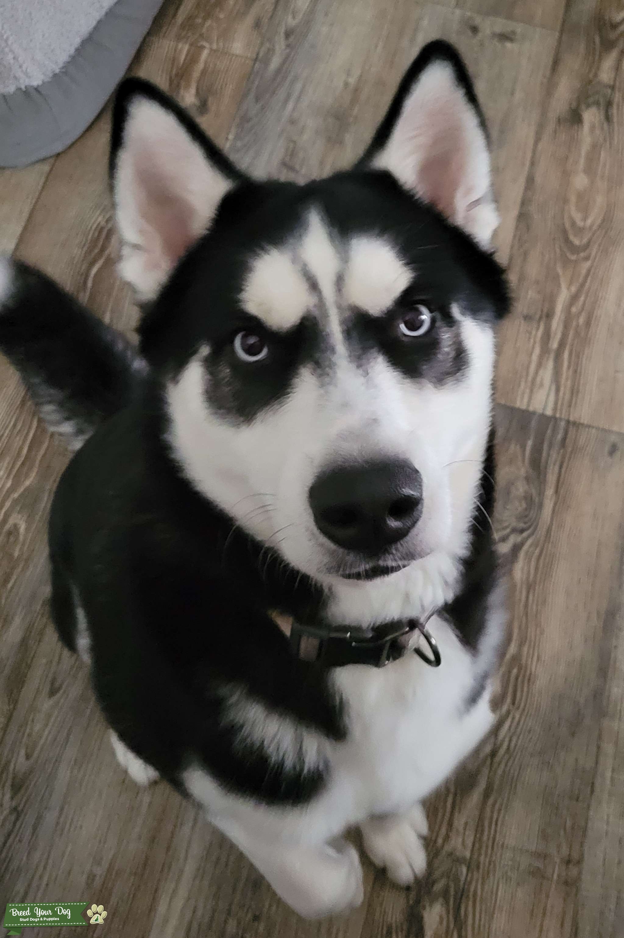 Siberian Husky - Stud Dog in San Diego, CA, United States | Breed Your Dog