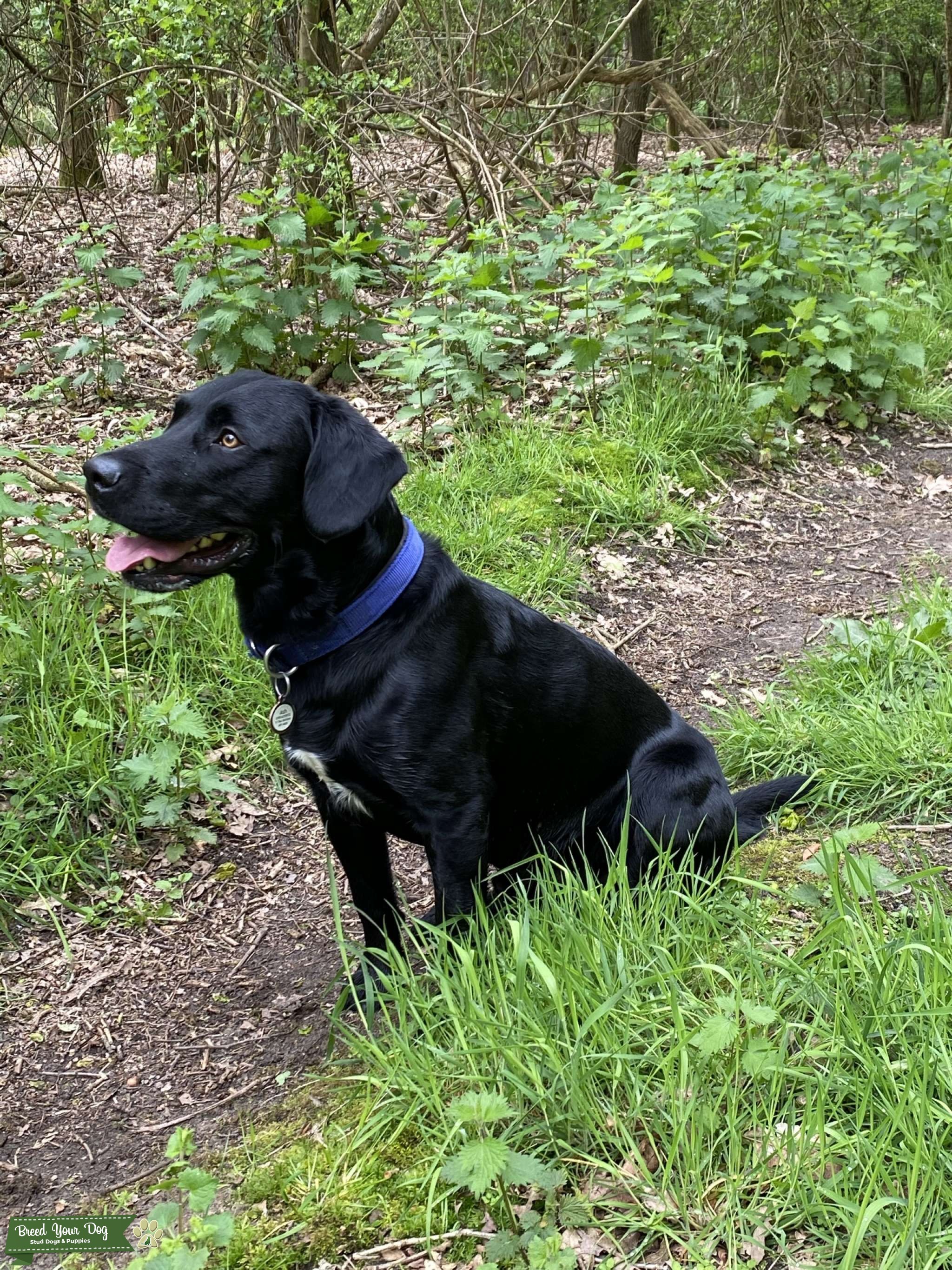 Young Springador for Stud - Stud Dog in Norfolk , the United States ...