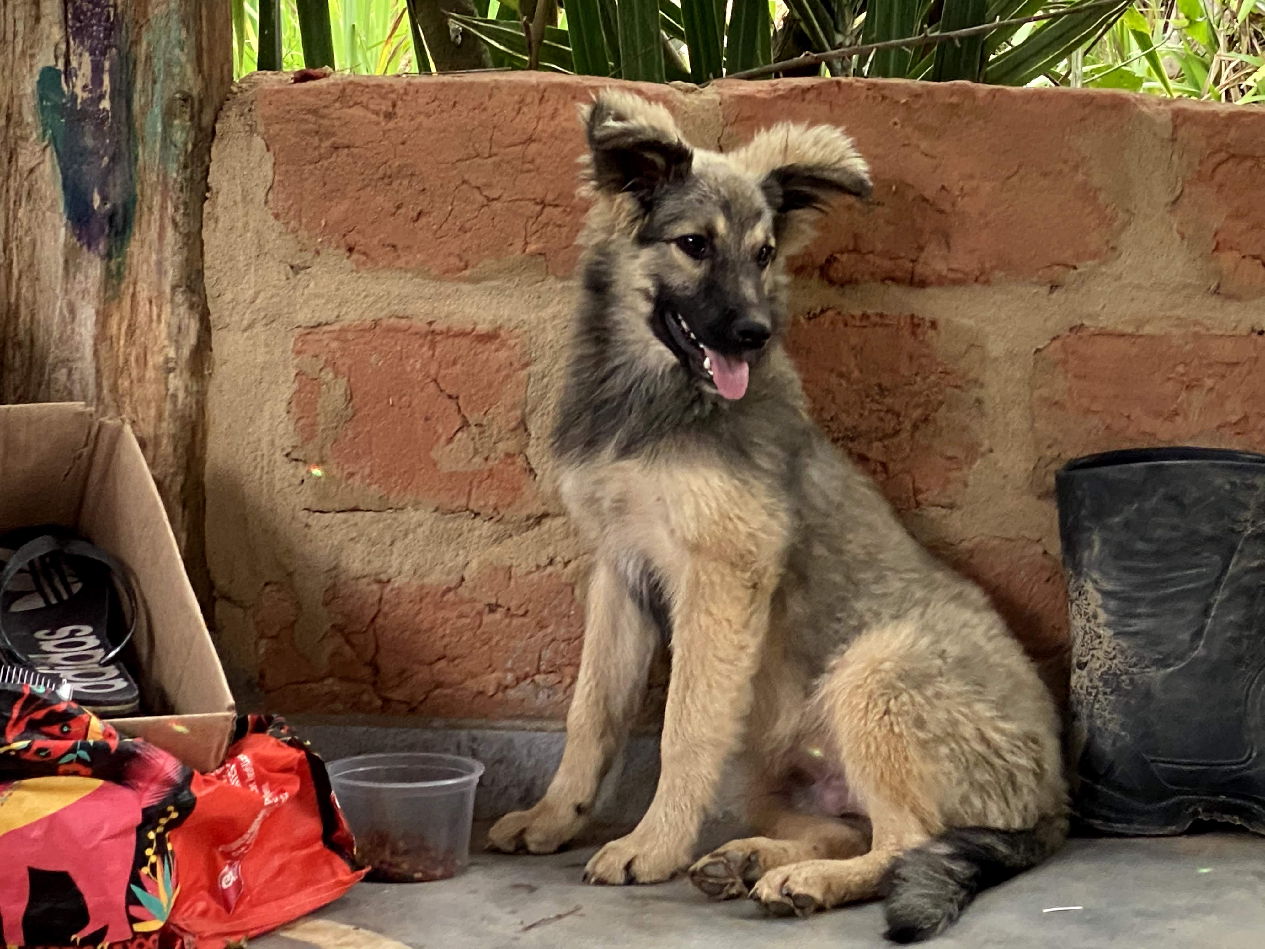 Brazilian Shollie - Stud Dog in New York, the United States | Breed ...