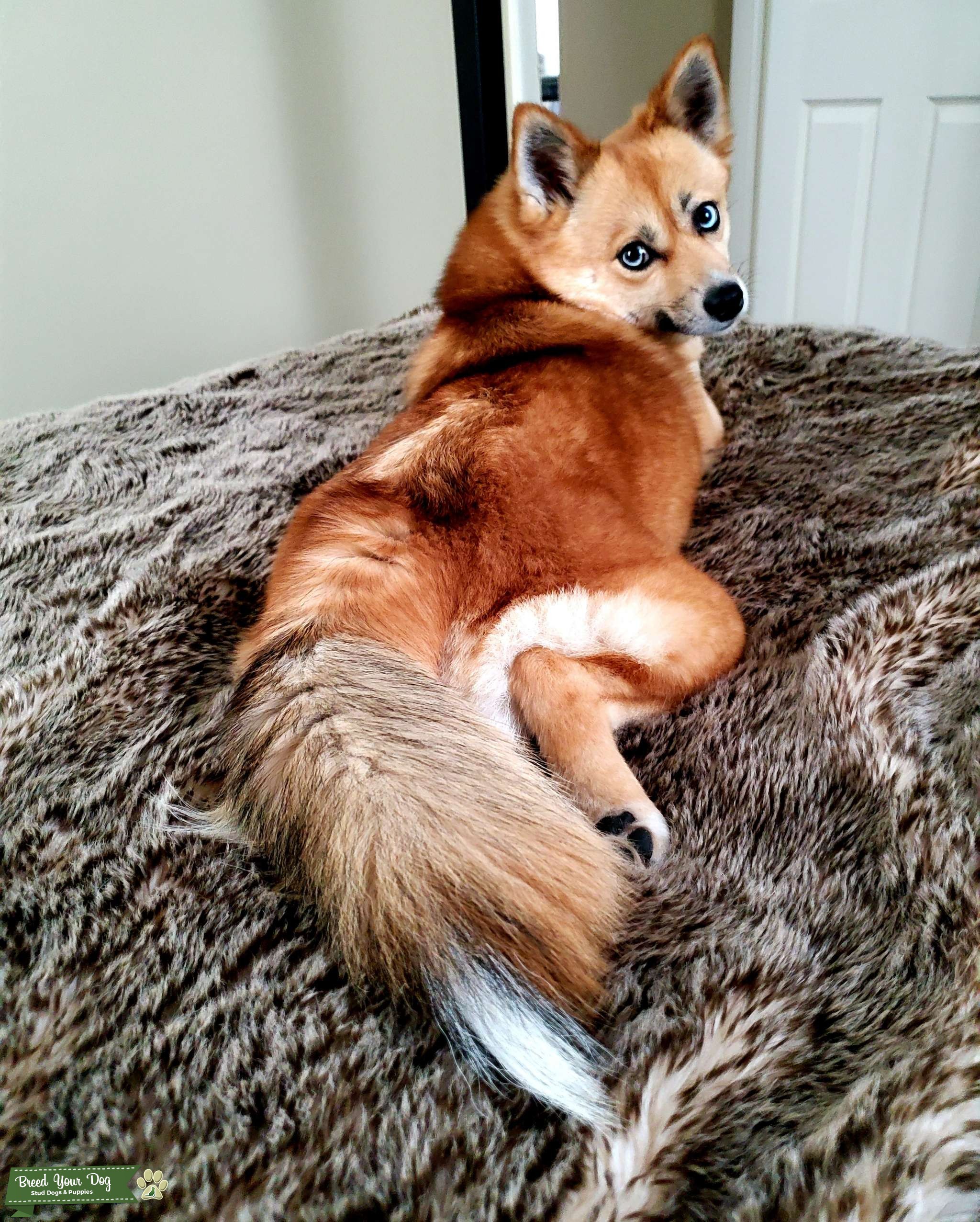Mini adult female Foxy Pomsky looking for bf - Stud Dog in MI, the ...