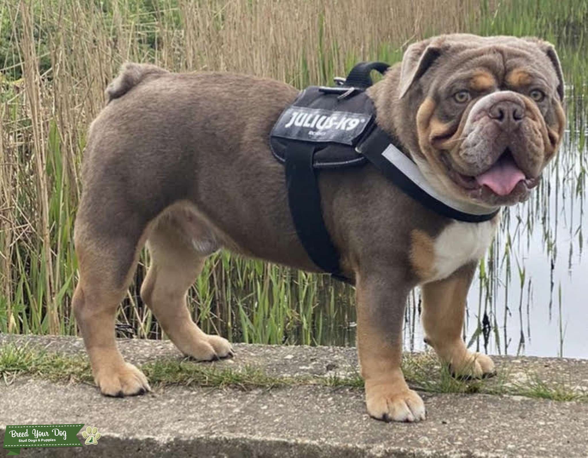 Oxford lilac tri bulldog, son of Dynamo - Stud Dog in Hampshire, United ...