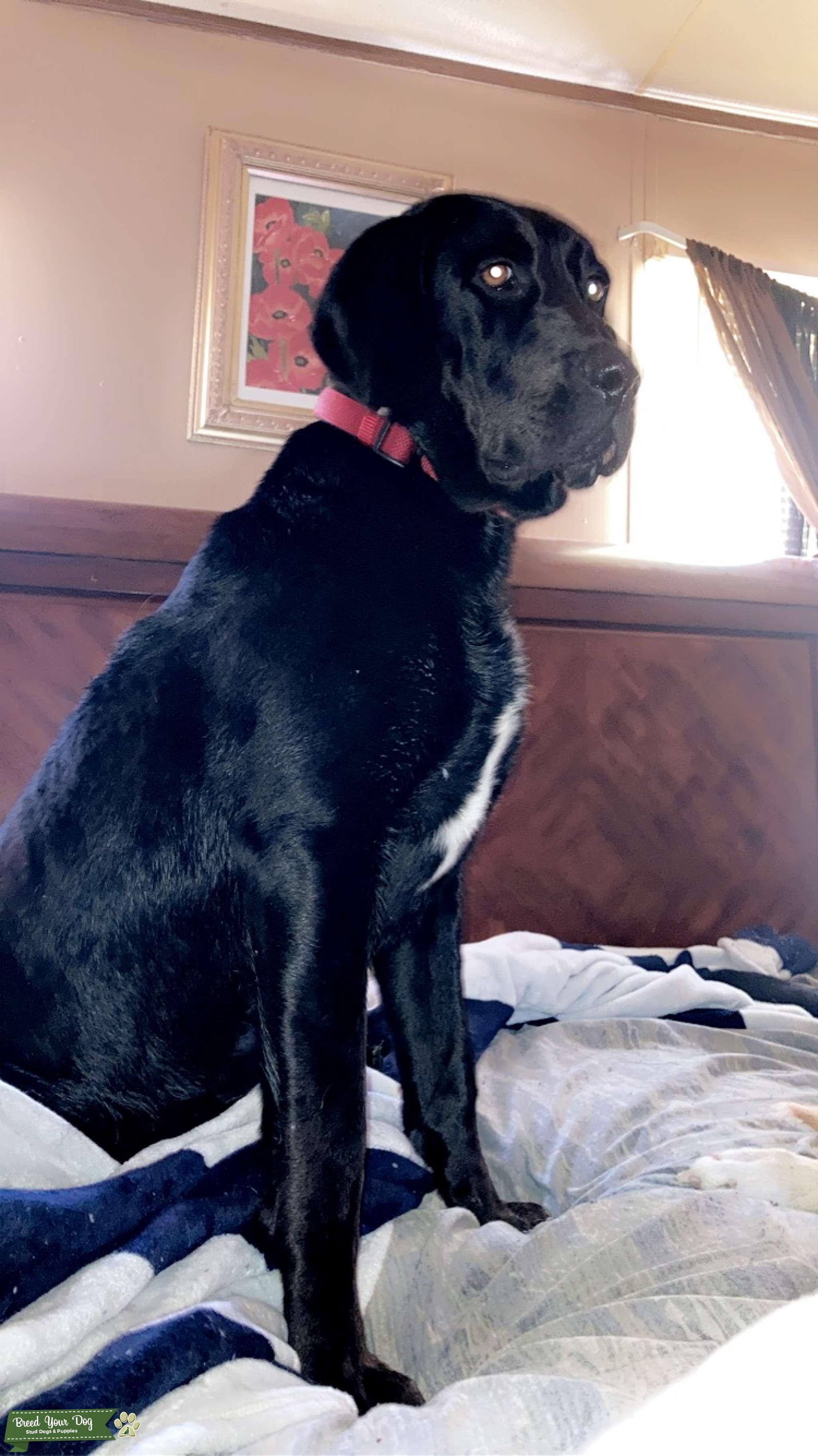 Stud male lab and coonhound mix - Stud Dog South Carolina - Breed Your Dog