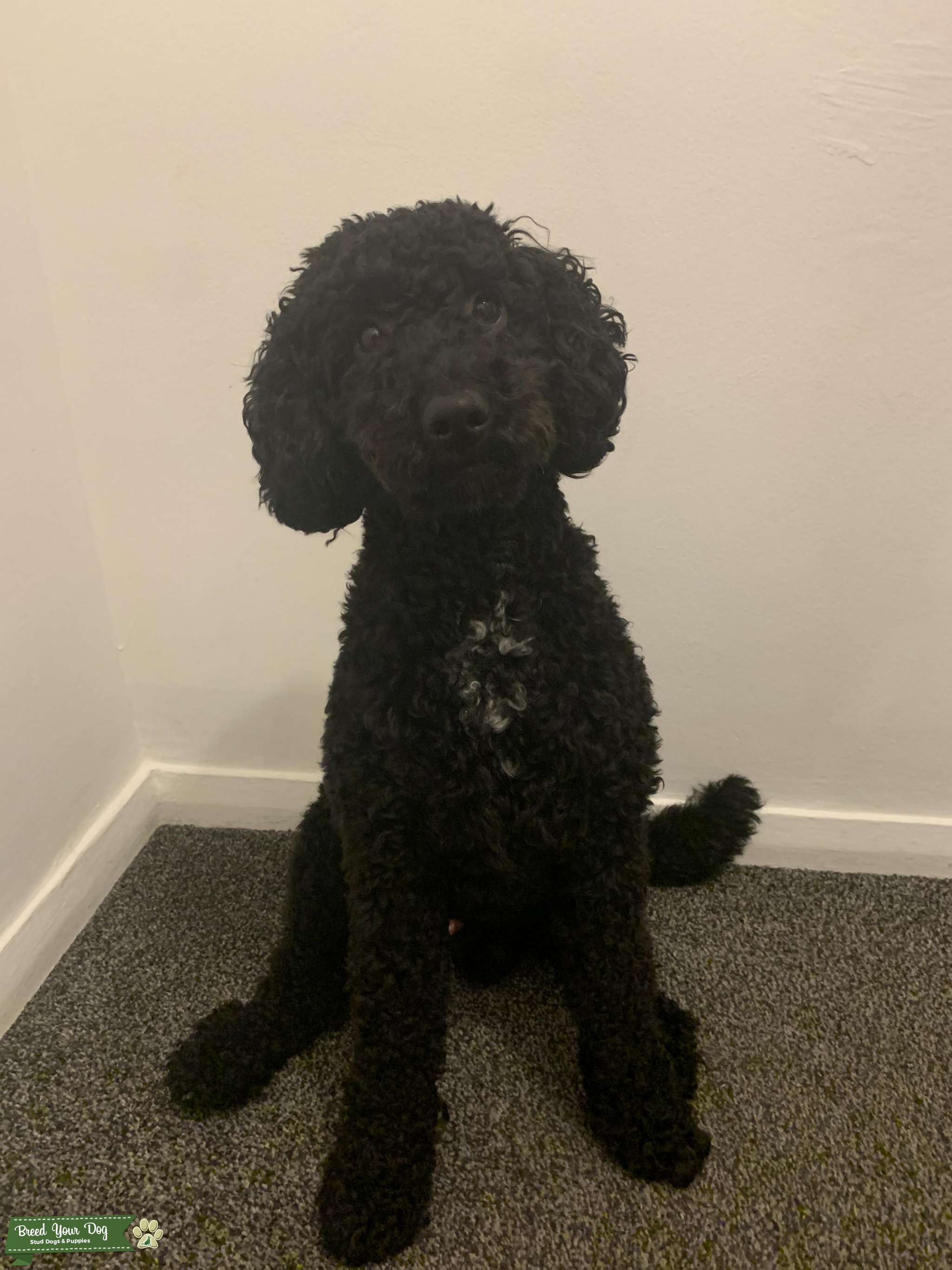 Black cockapoo - Stud Dog in Hertfordshire , the United States | Breed ...