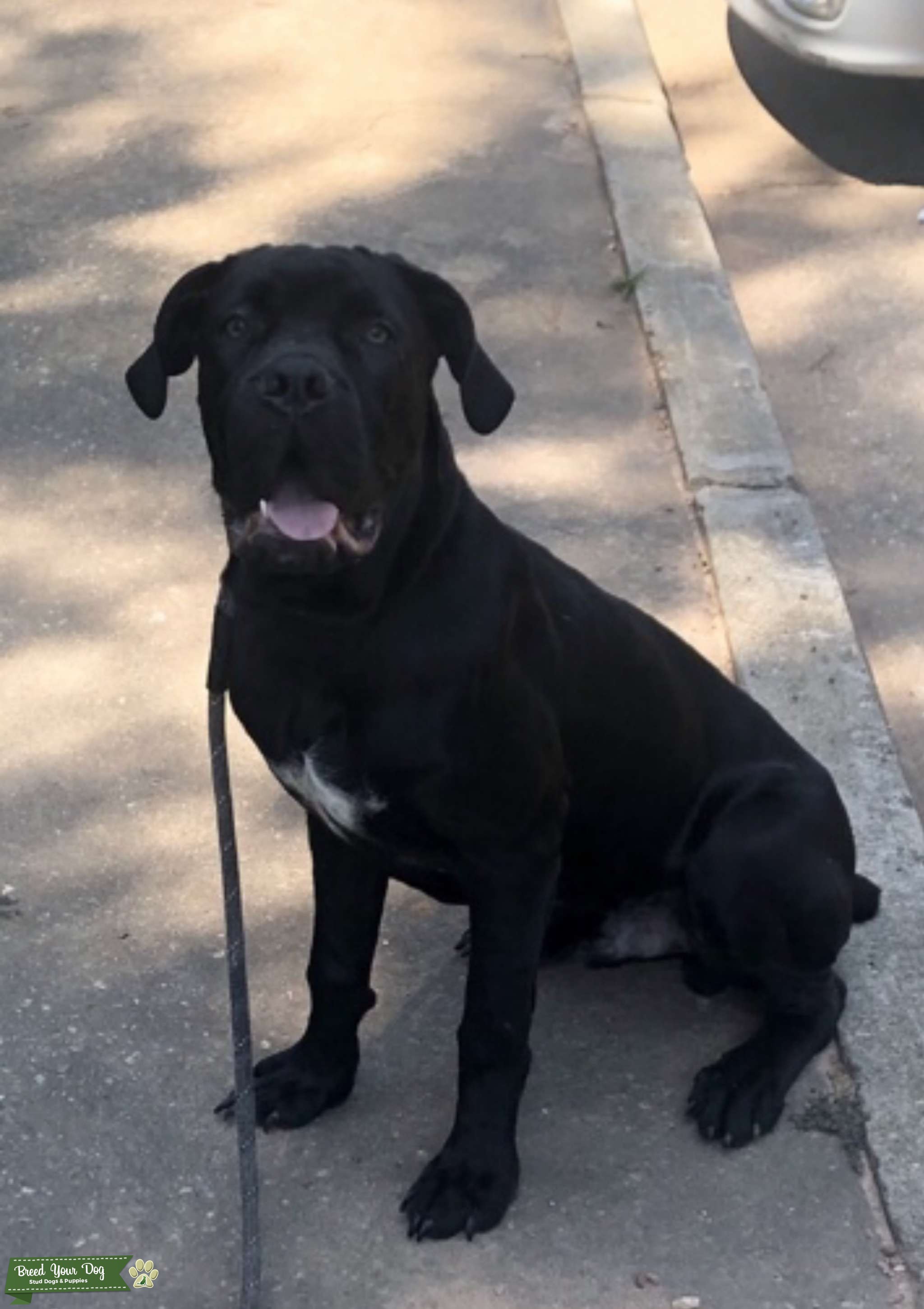 Black Cane Corso - Stud Dog in Midwest , United States | Breed Your Dog