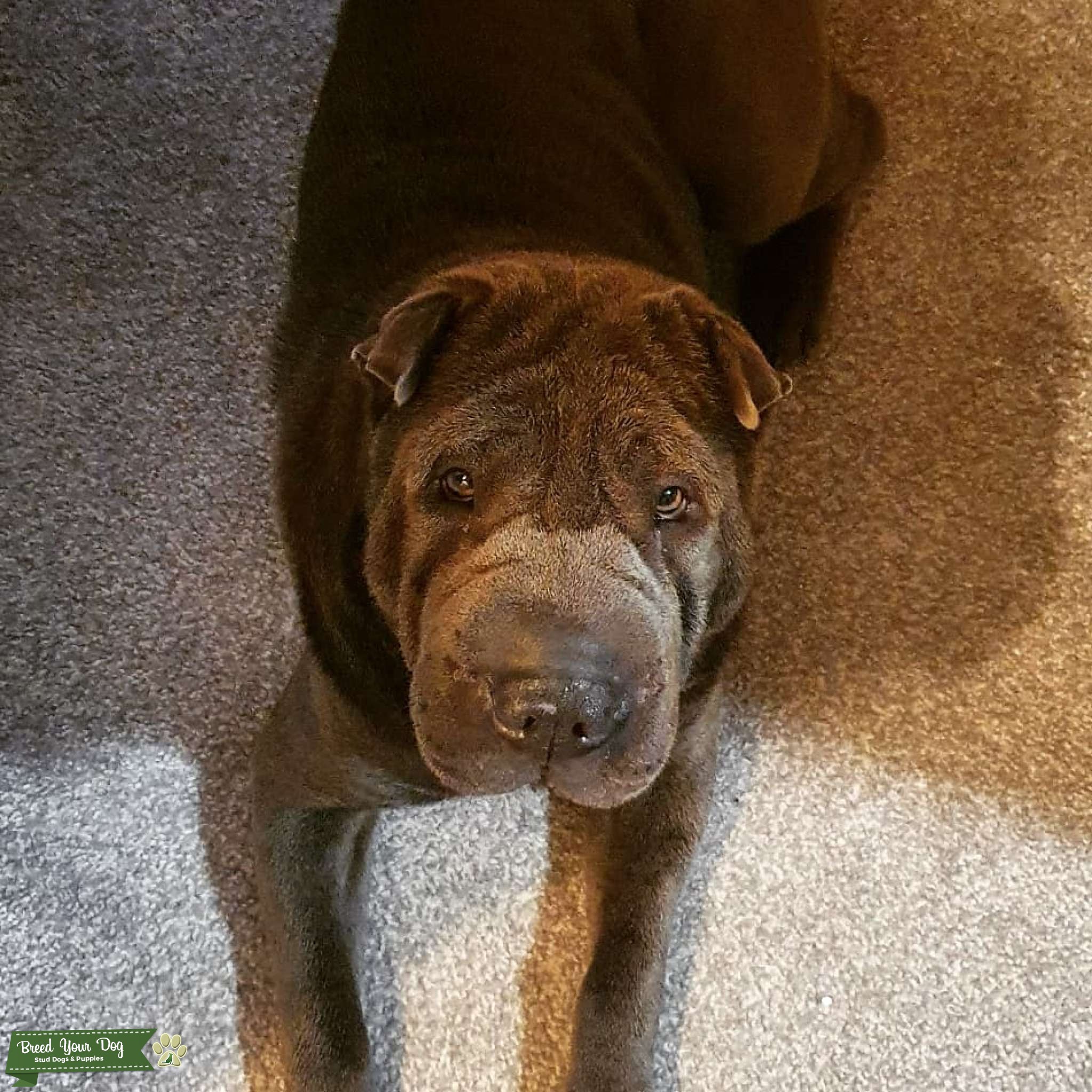 Gorgeous blue boy shar pei - Stud Dog in Staffordshire , the United ...