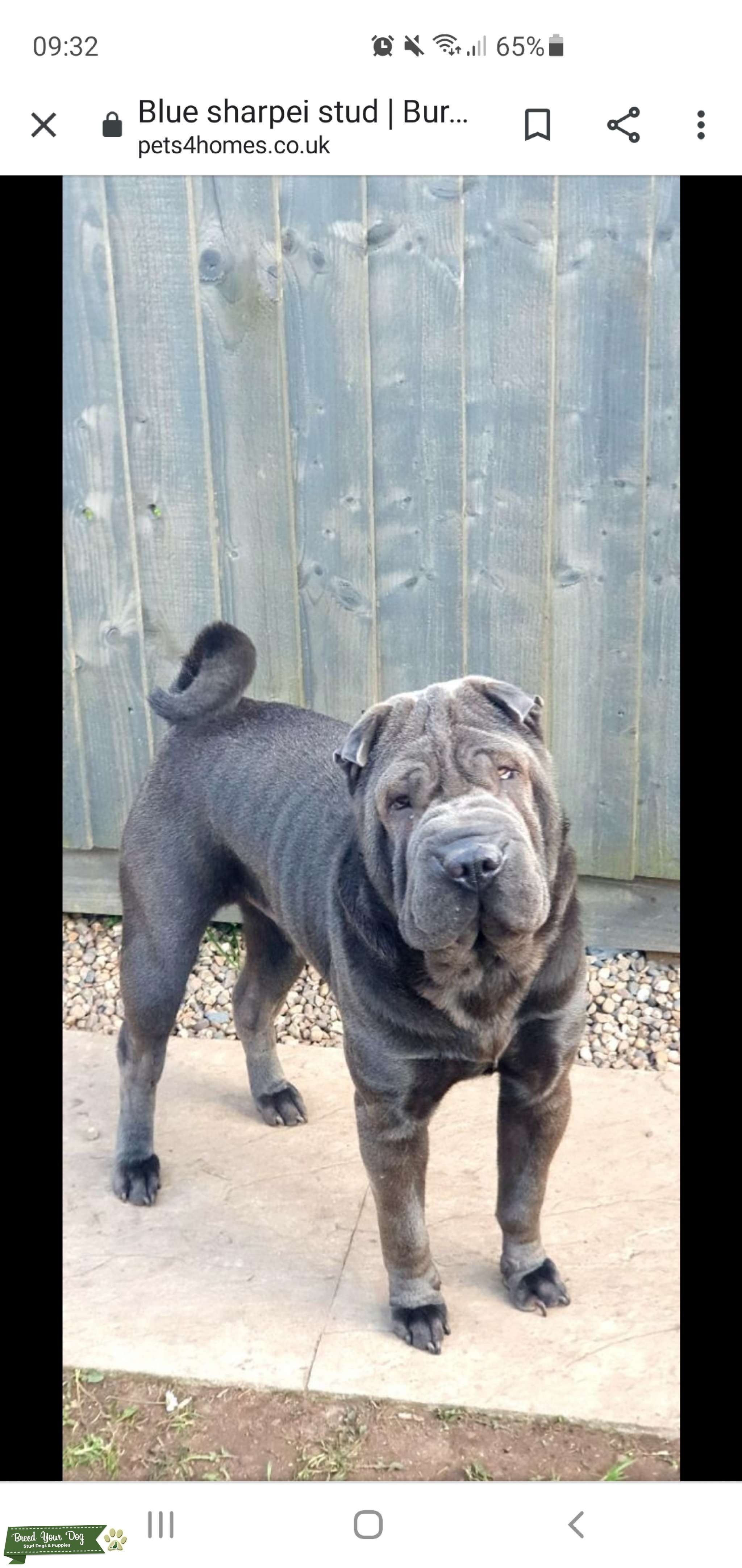 Gorgeous blue boy shar pei - Stud Dog in Staffordshire , the United ...