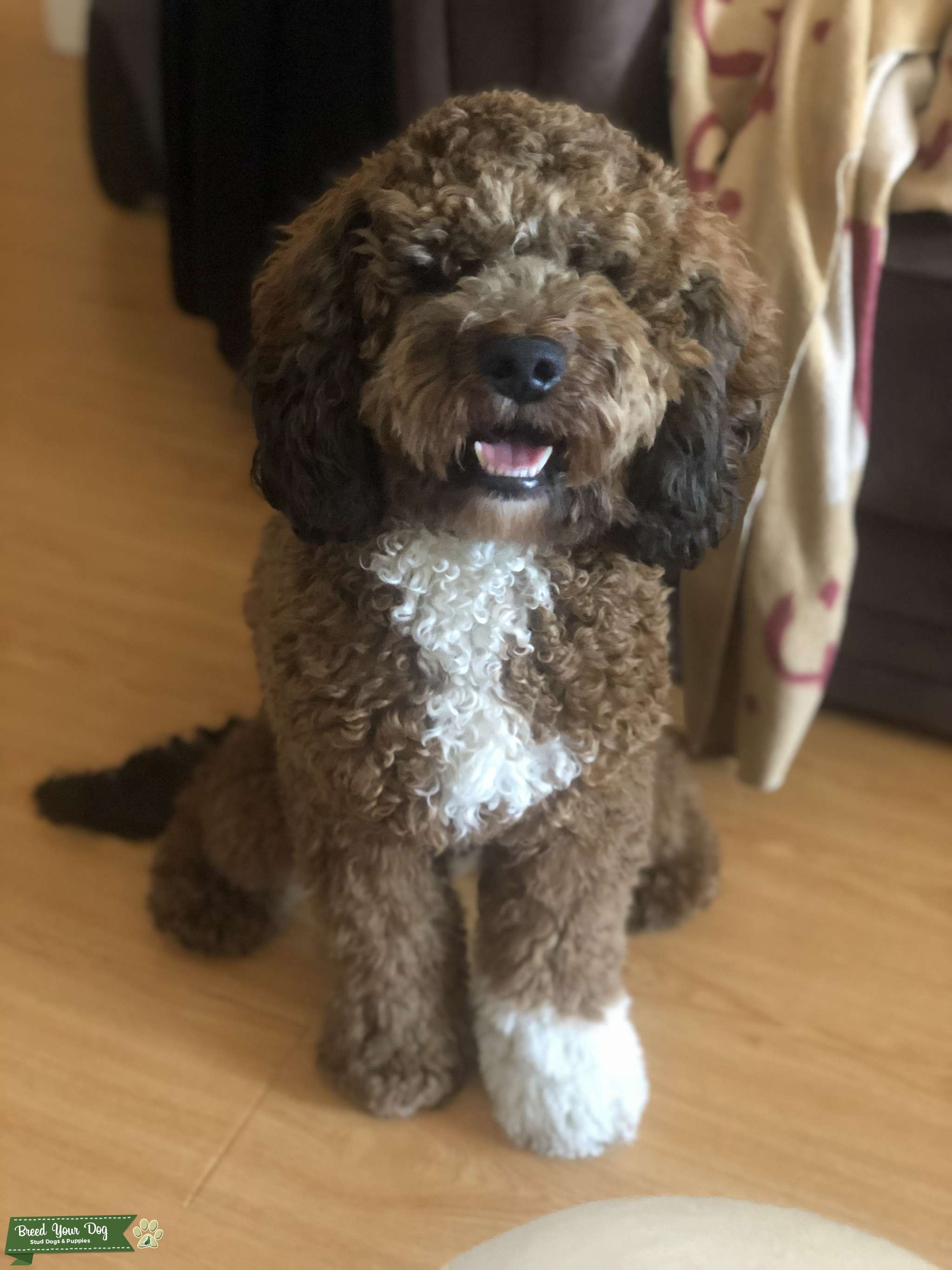 Beautiful Male Cockapoo - Stud Dog in NUC, the United States | Breed ...
