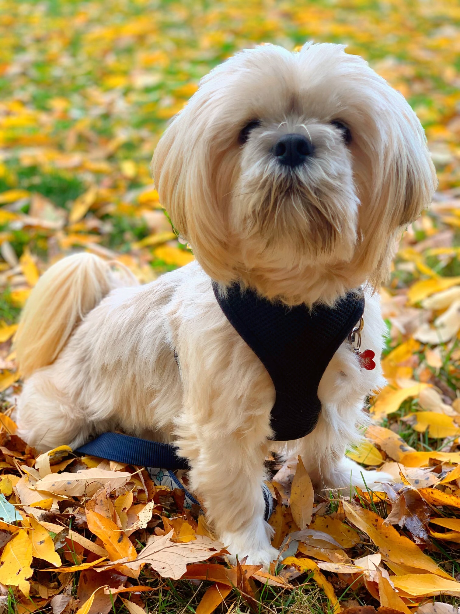 Pure-Bred Lhasa Apso Stud - Stud Dog in Greater Toronto Area, Ontario ...