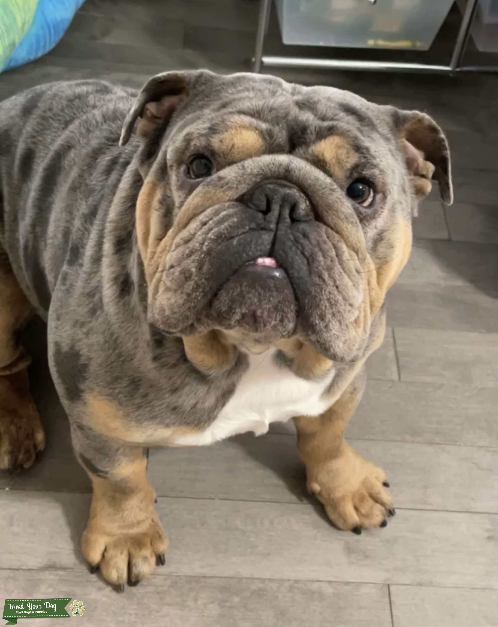 Merle English Bulldog
