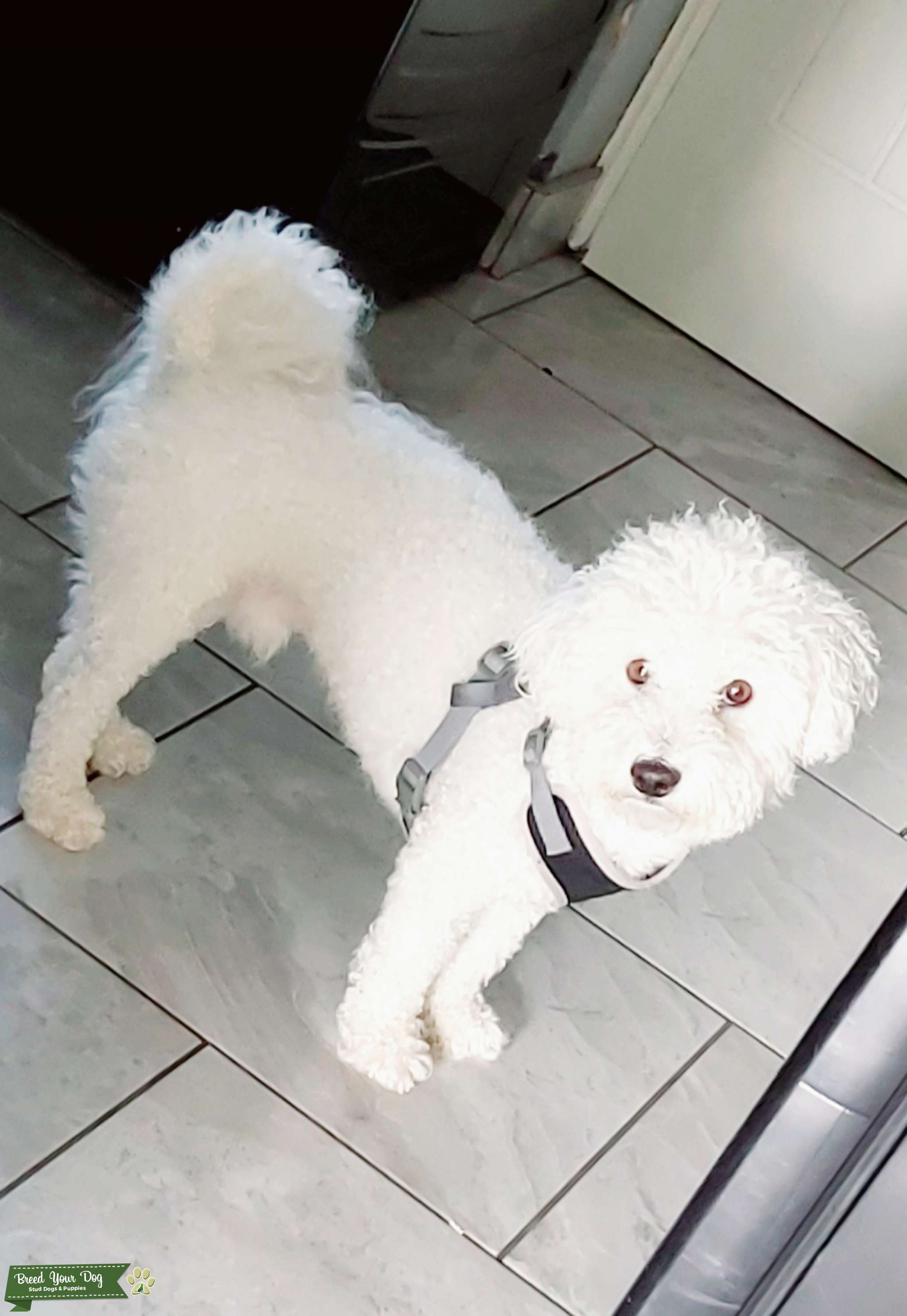 Stud dog - Stud Dog Northern Ireland - Breed Your Dog