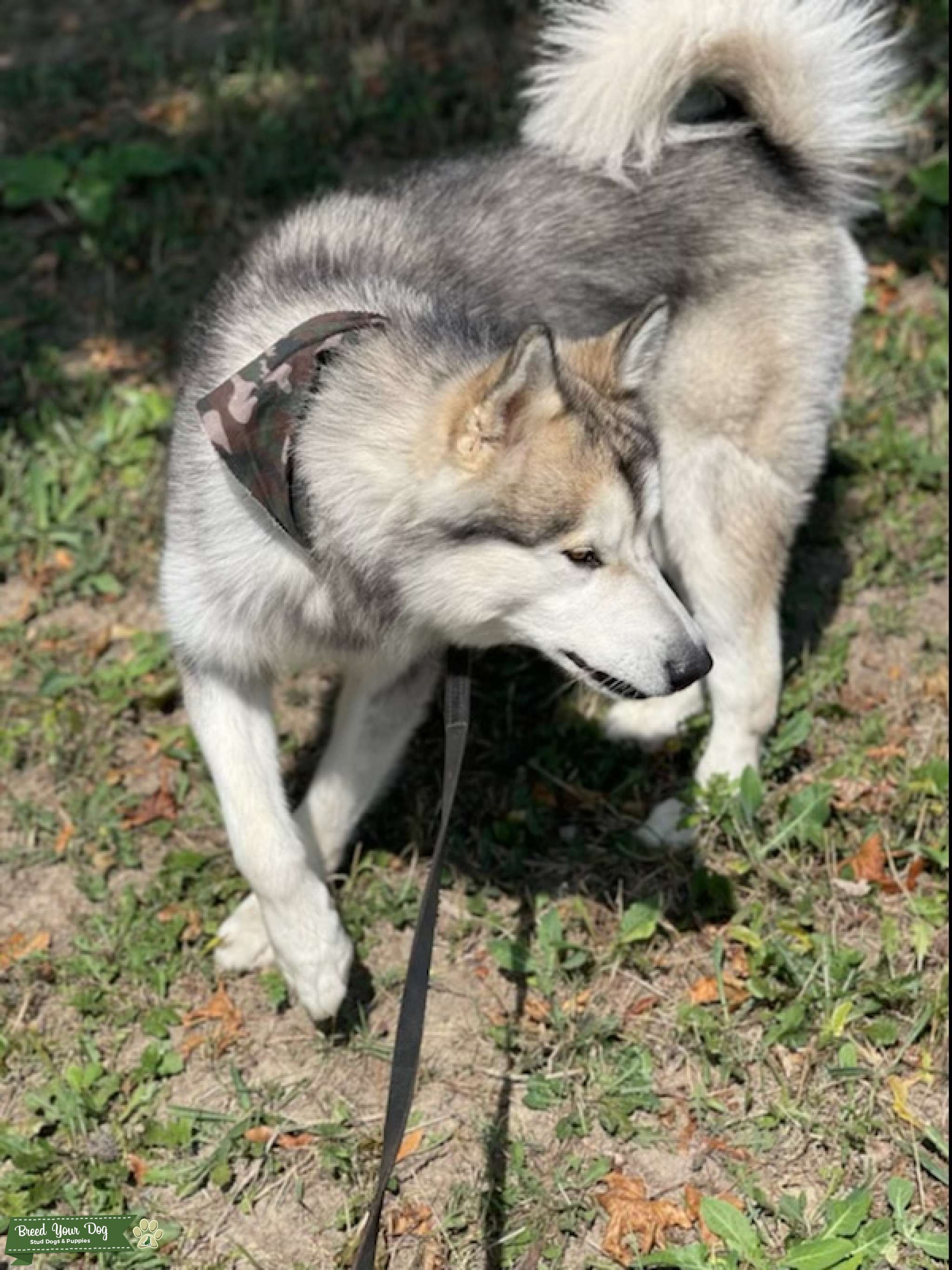 Beautiful Gray and White Alaskan Malamute!!! - Stud Dog in Chicago, the ...
