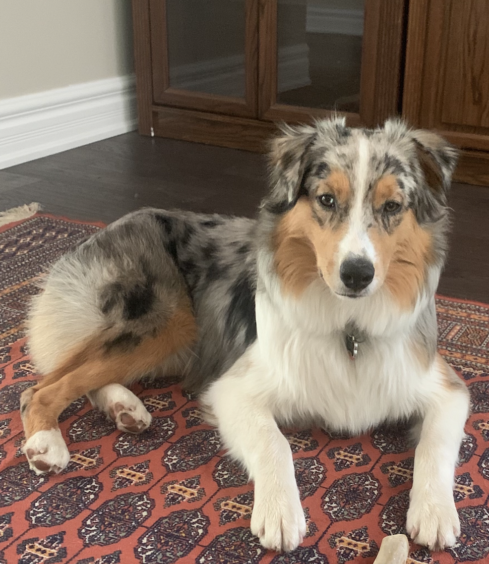 Blue merle Australian Shepard - Stud Dog in Ontario / Burlington ...