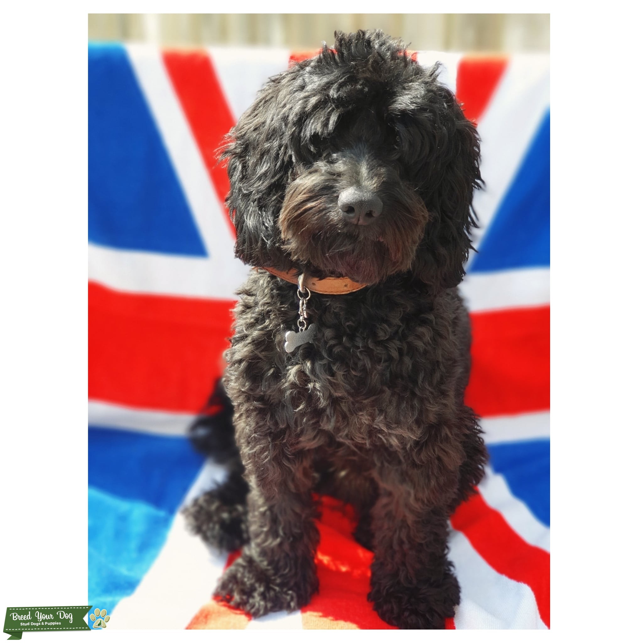 Black F1b Male Cockerpoo - Stud Dog in Northeast, the United States ...