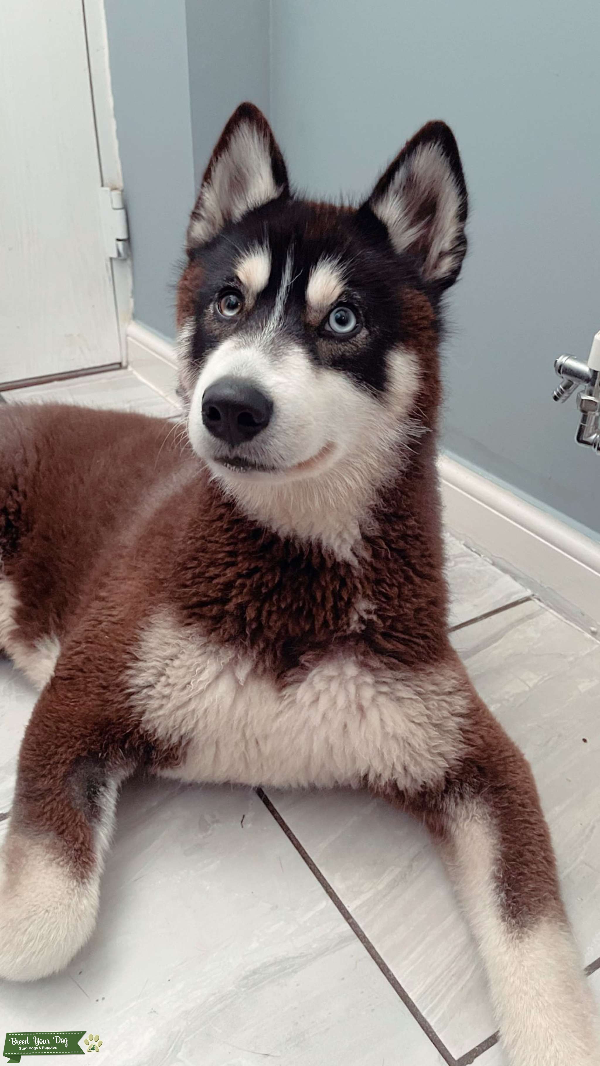 POMSKY STUD - Stud Dog Buckinghamshire - Breed Your Dog