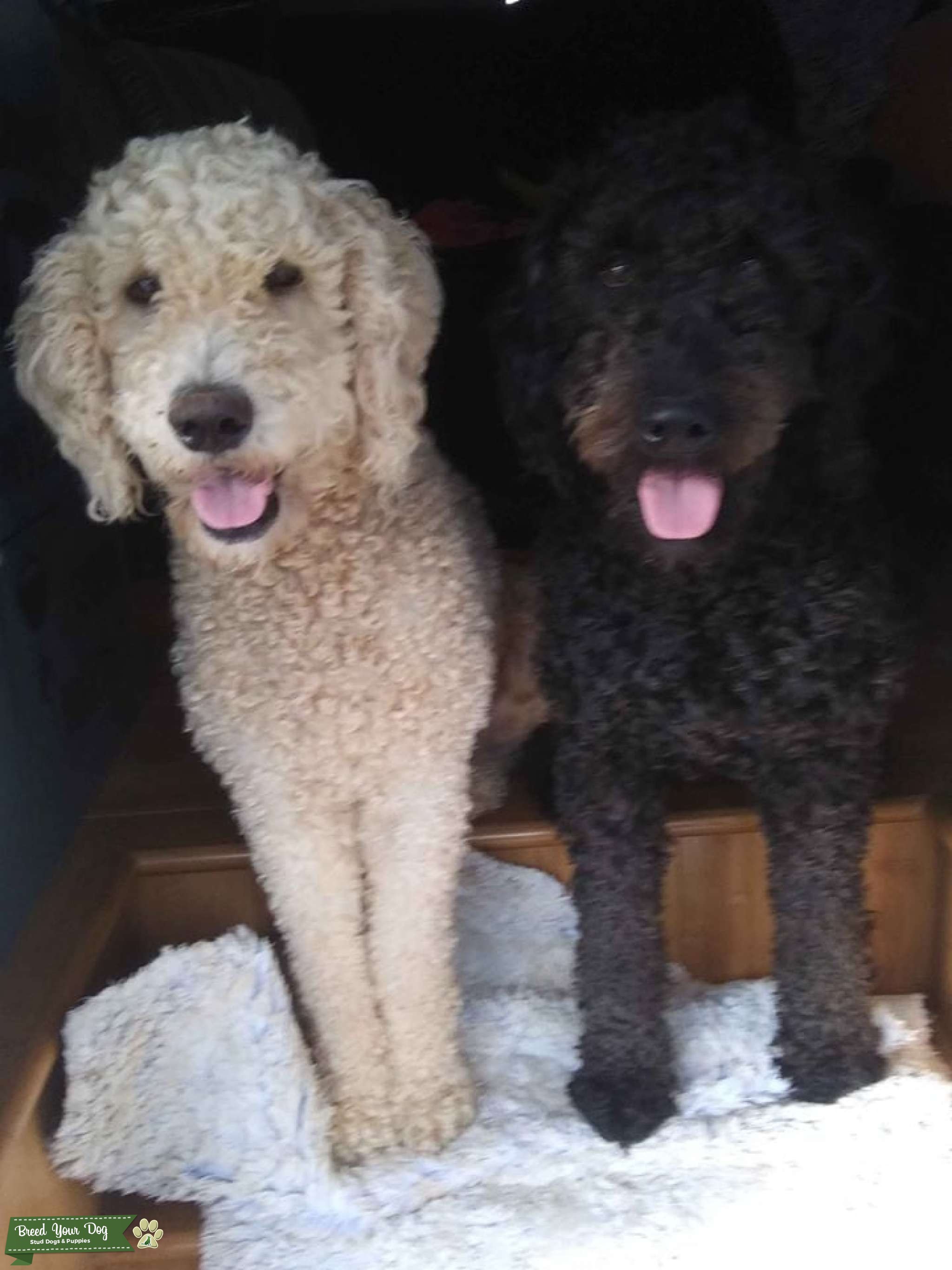 2 Female/ labradoodles - Stud Dog in North GA, the United States ...