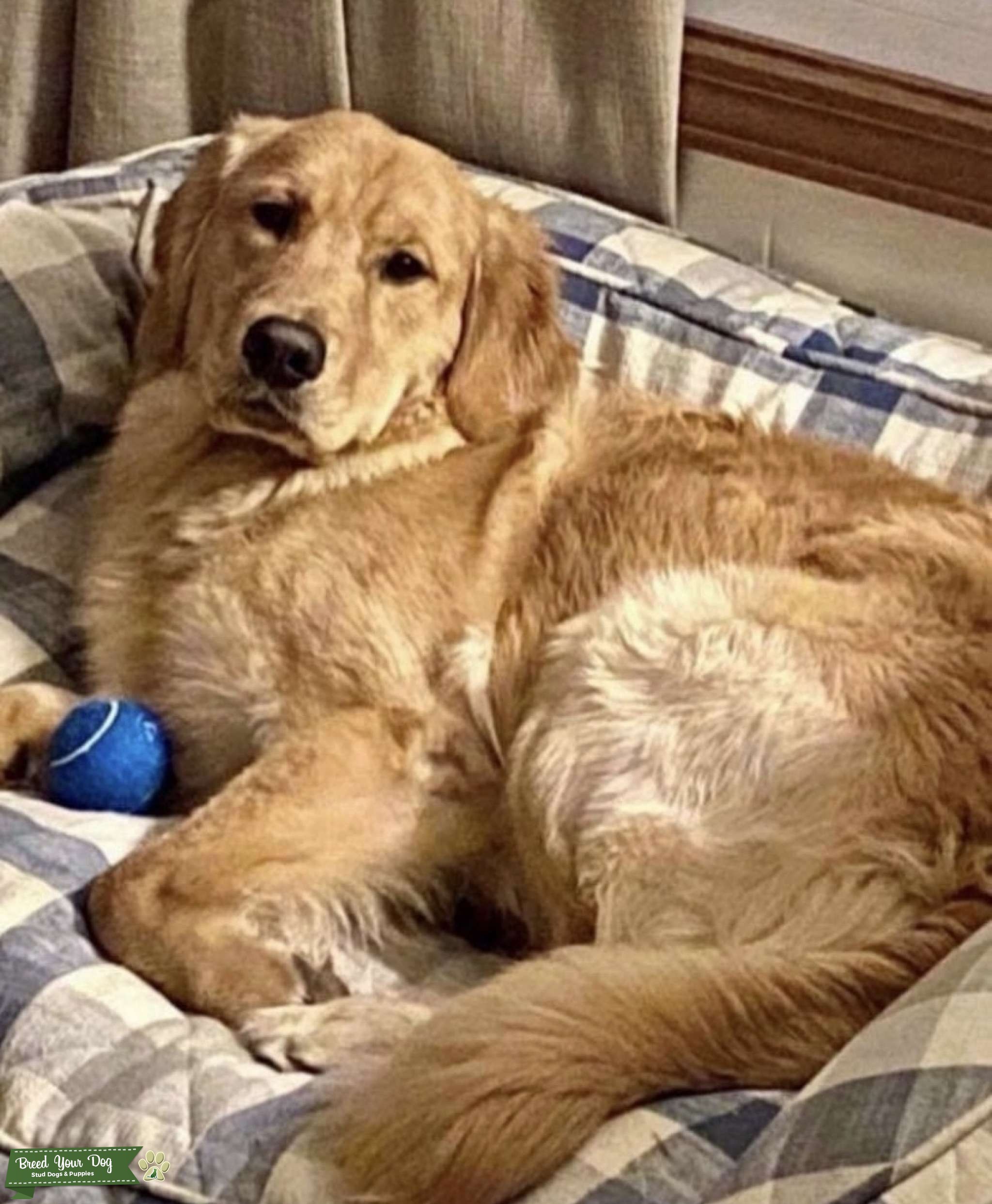 Golden Retriever Stud - Stud Dog in Ill, Germany | Breed Your Dog