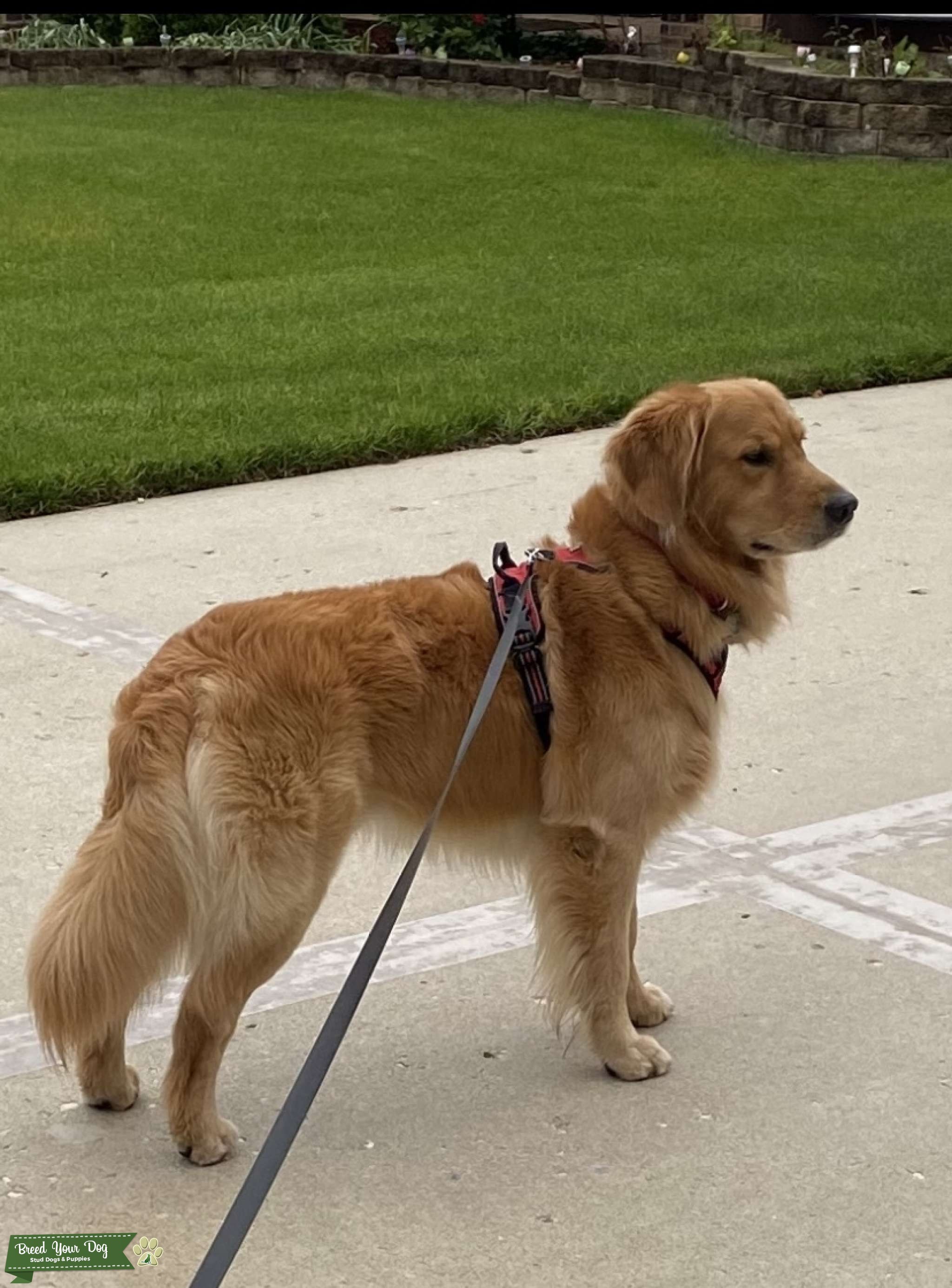 Golden Retriever Stud - Stud Dog in Ill, Germany | Breed Your Dog