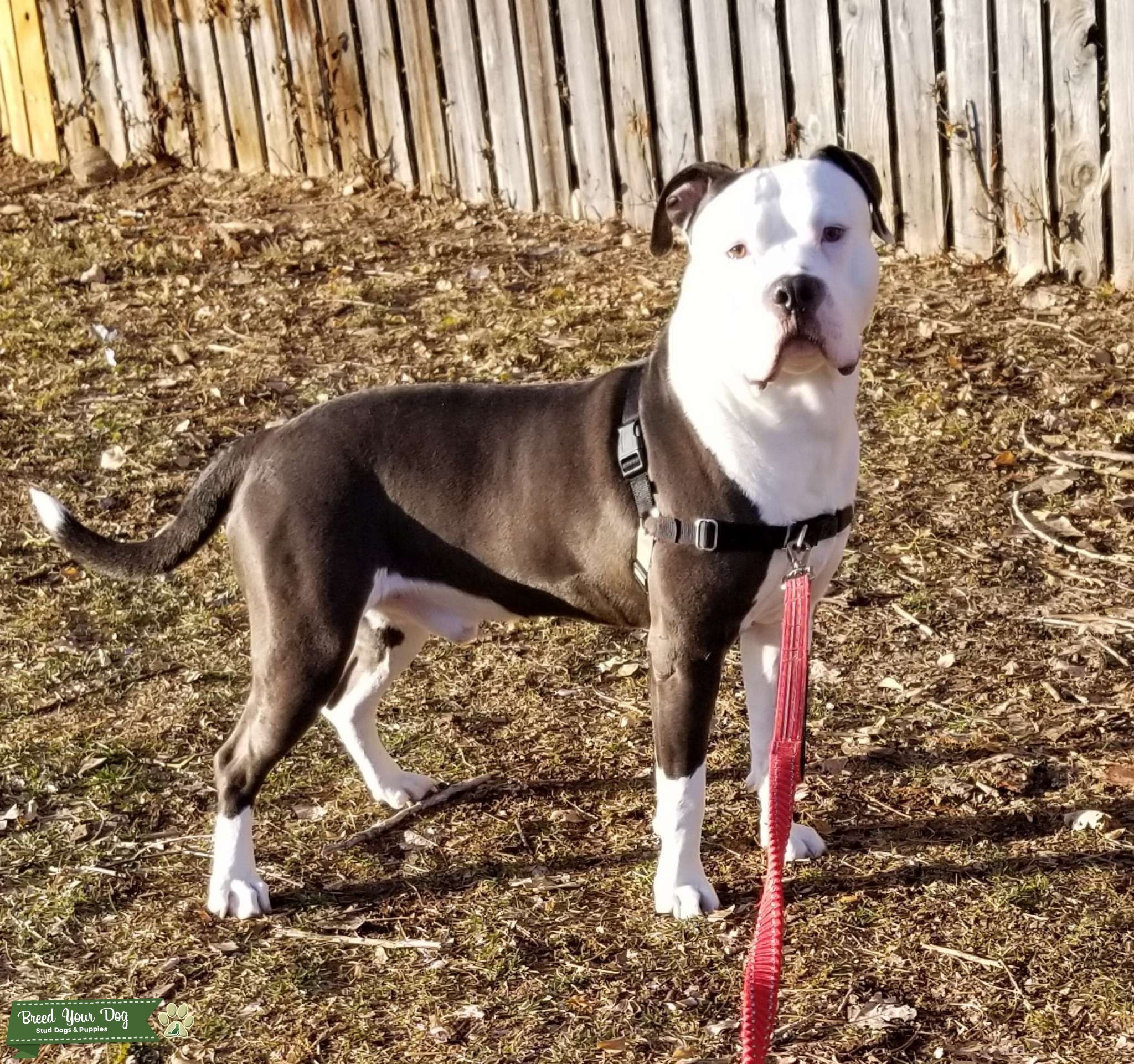 Male American PitBull Stud - Stud Dog Colorado - Breed Your Dog