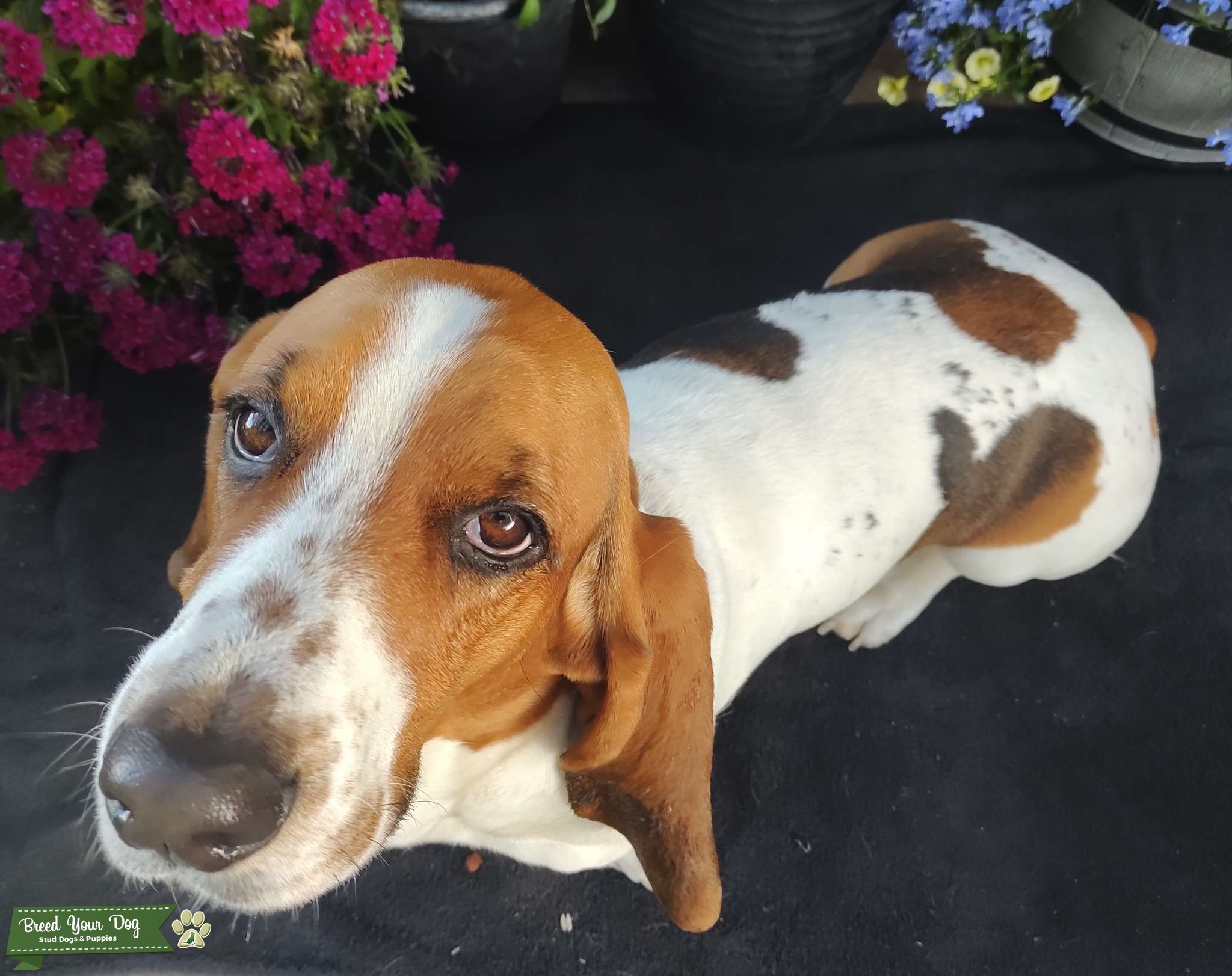 Basset Hound Stud Happy Healthy - Stud Dog in California, the United ...