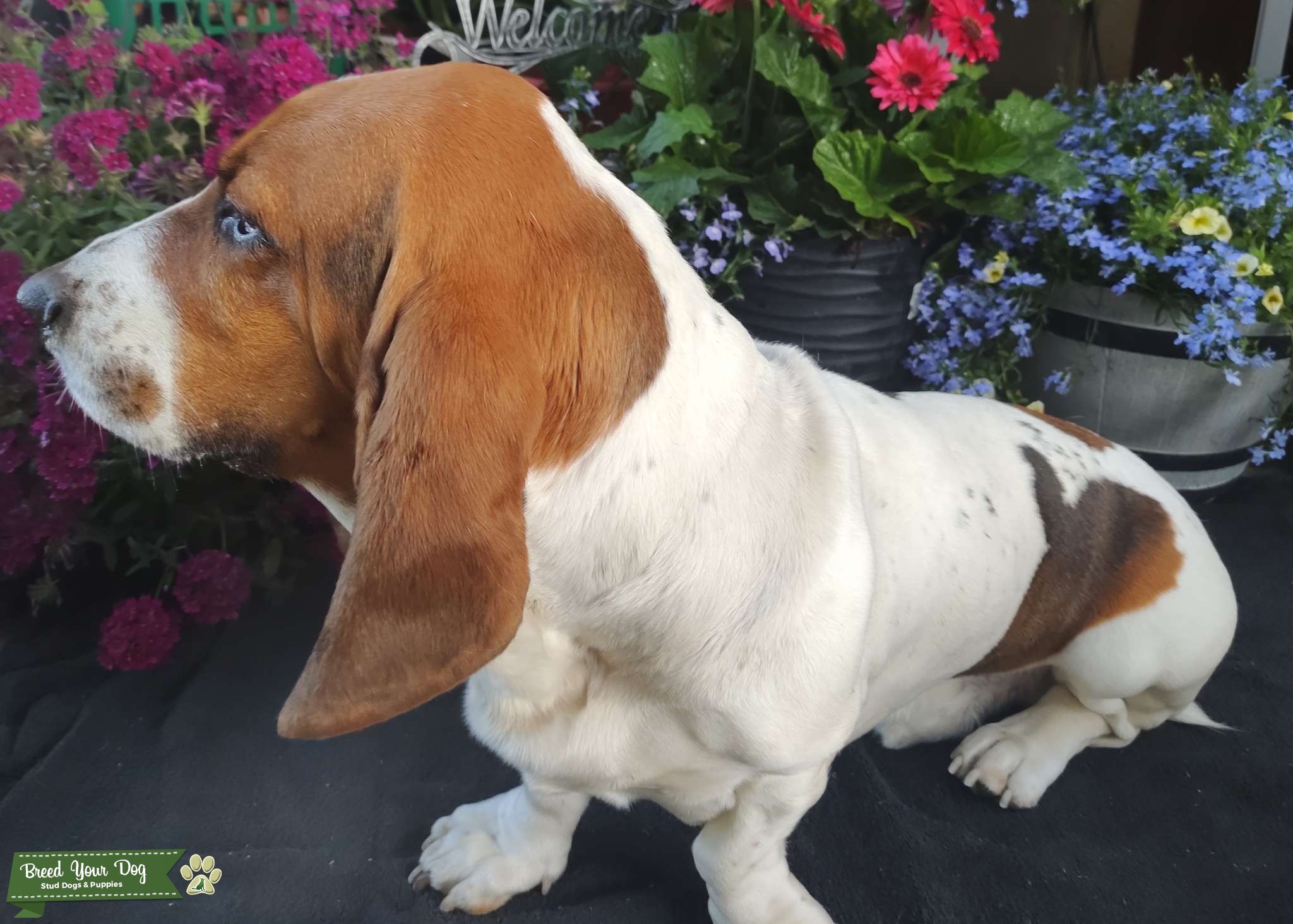 Basset Hound Stud Happy Healthy - Stud Dog in California, the United ...