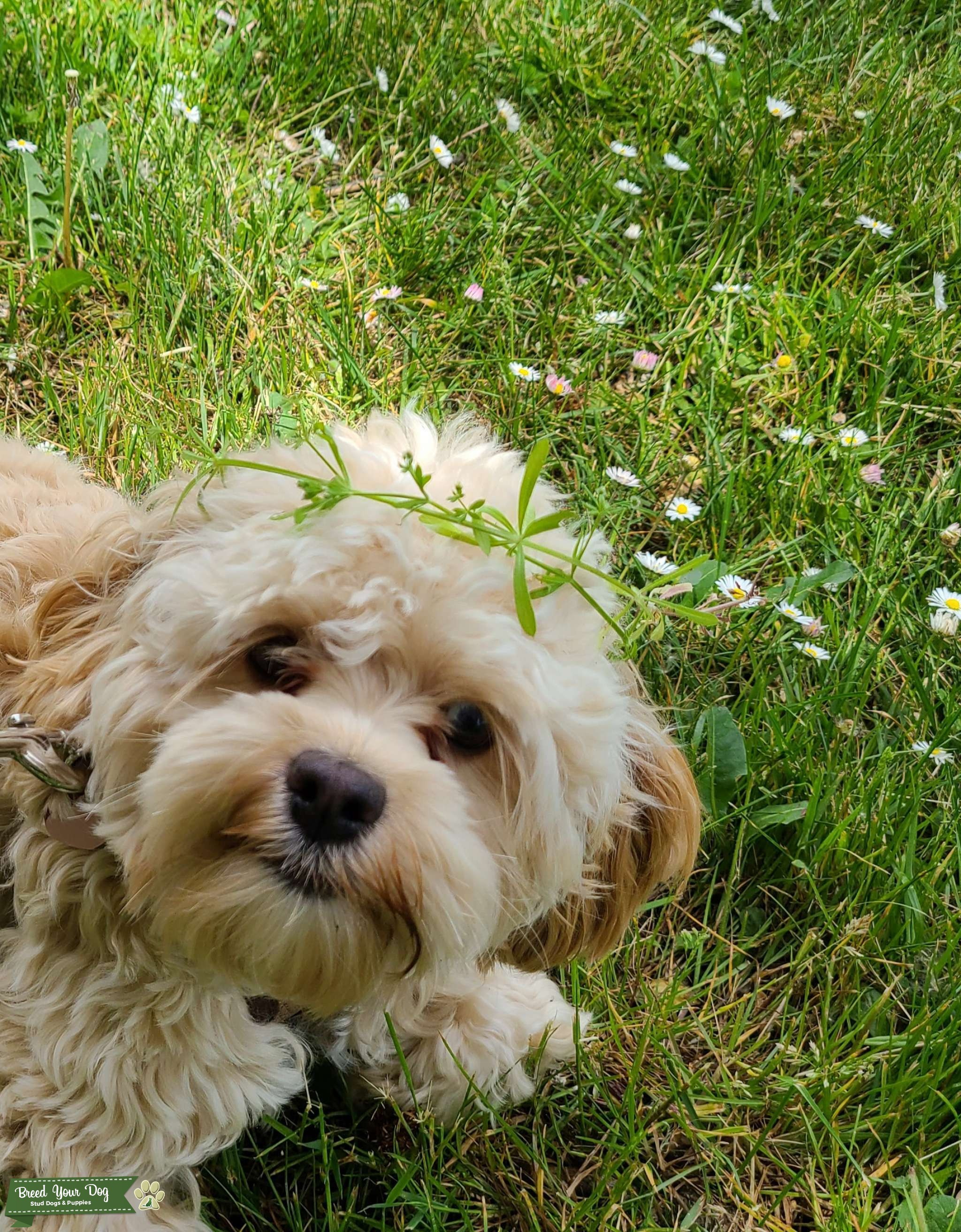 Looking for small (10 lb ish) cockapoo, or poodle stud - Stud Dog ...