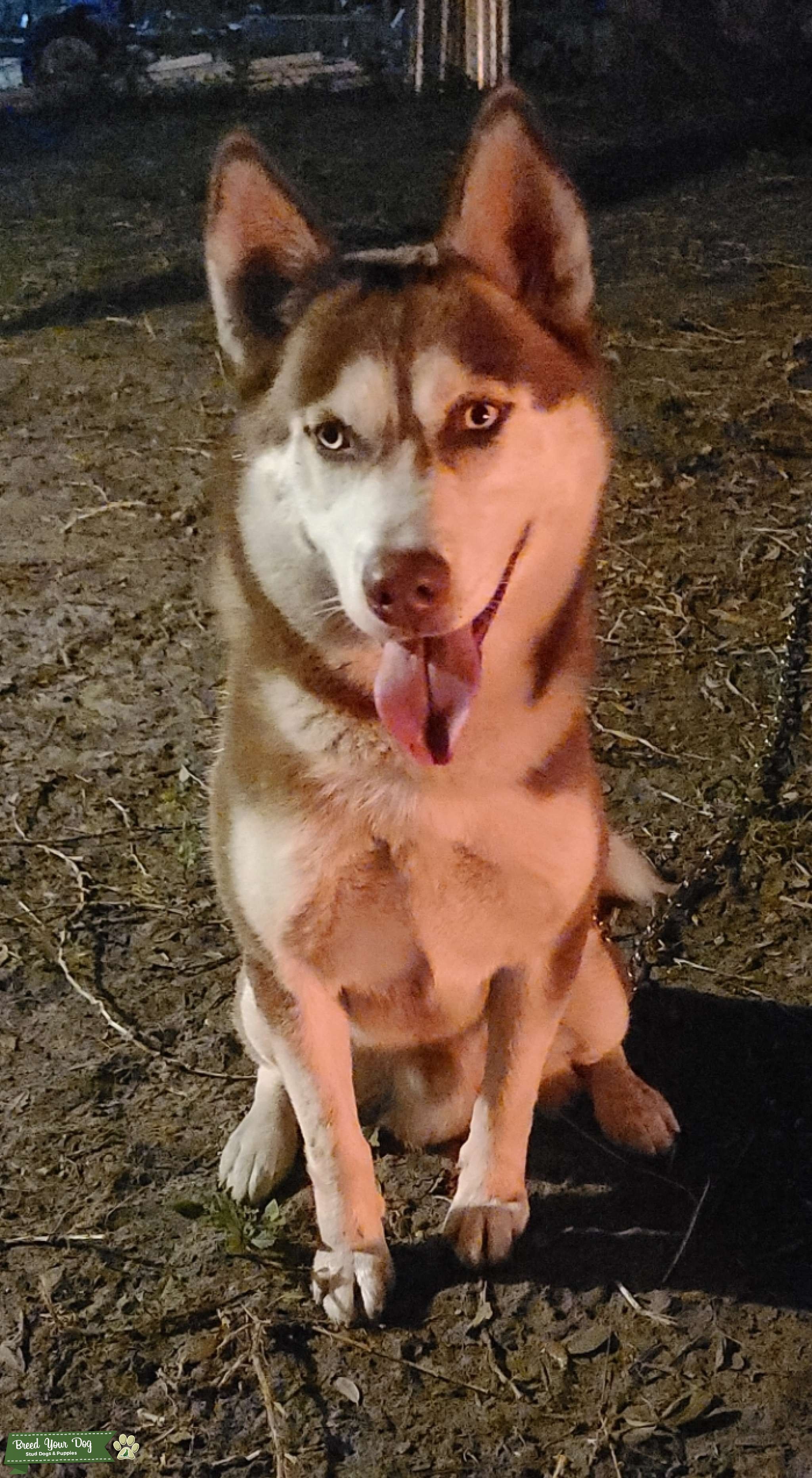 Male husky - Stud Dog in Florida, the United States | Breed Your Dog