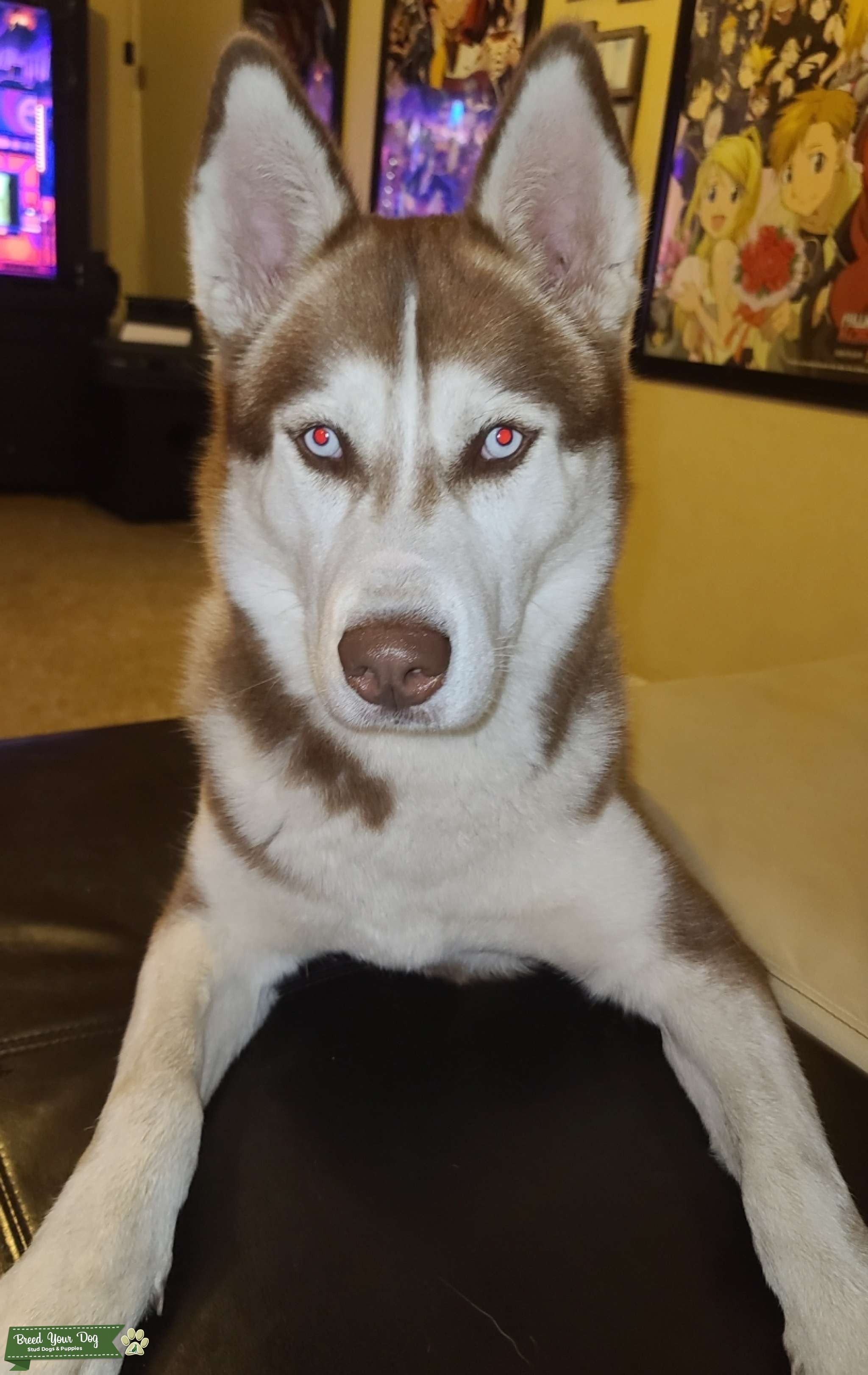 Male husky - Stud Dog in Florida, the United States | Breed Your Dog