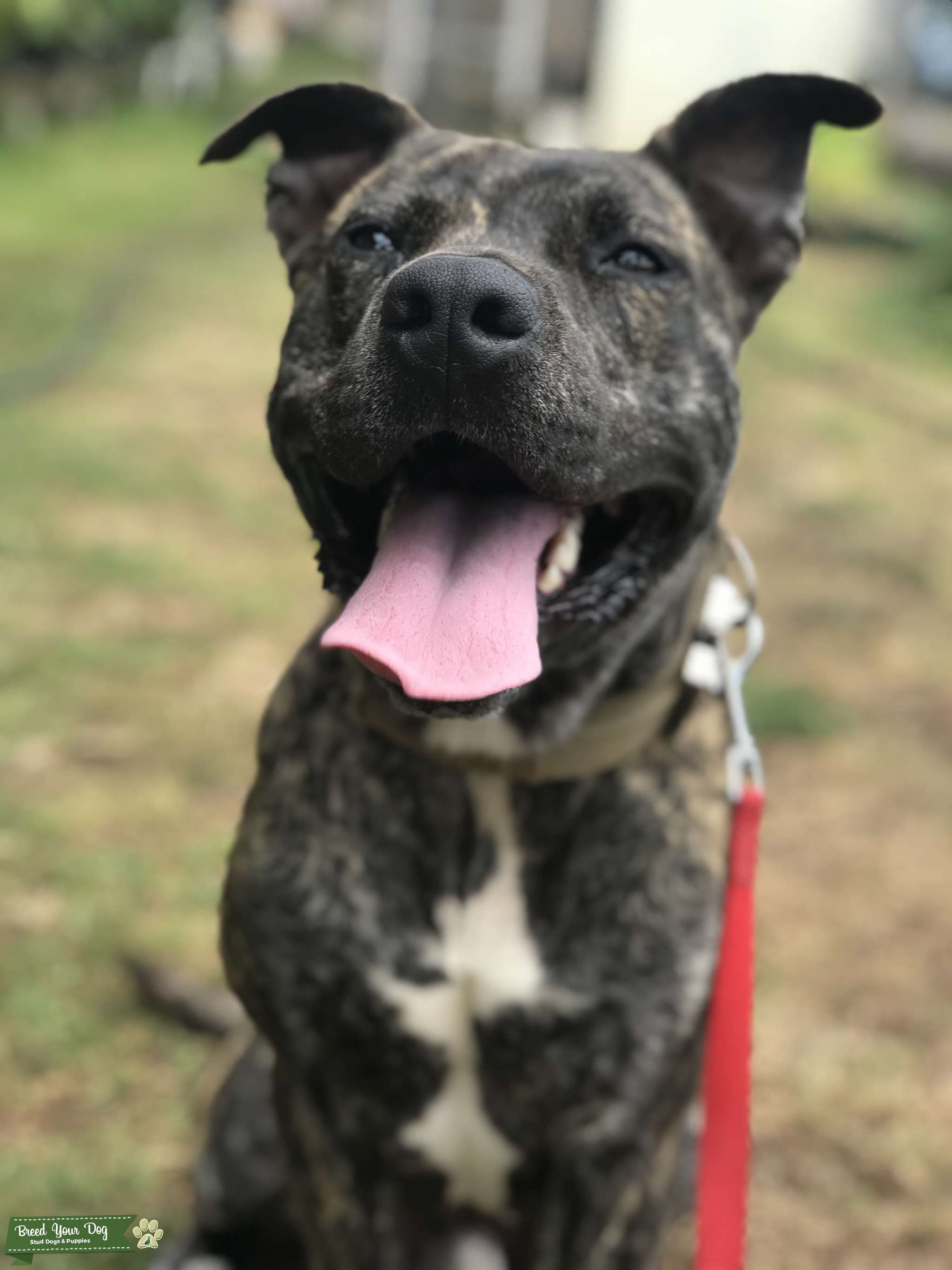 Black Brindle APBT - Stud Dog in Kula, Hawaii, the United States ...
