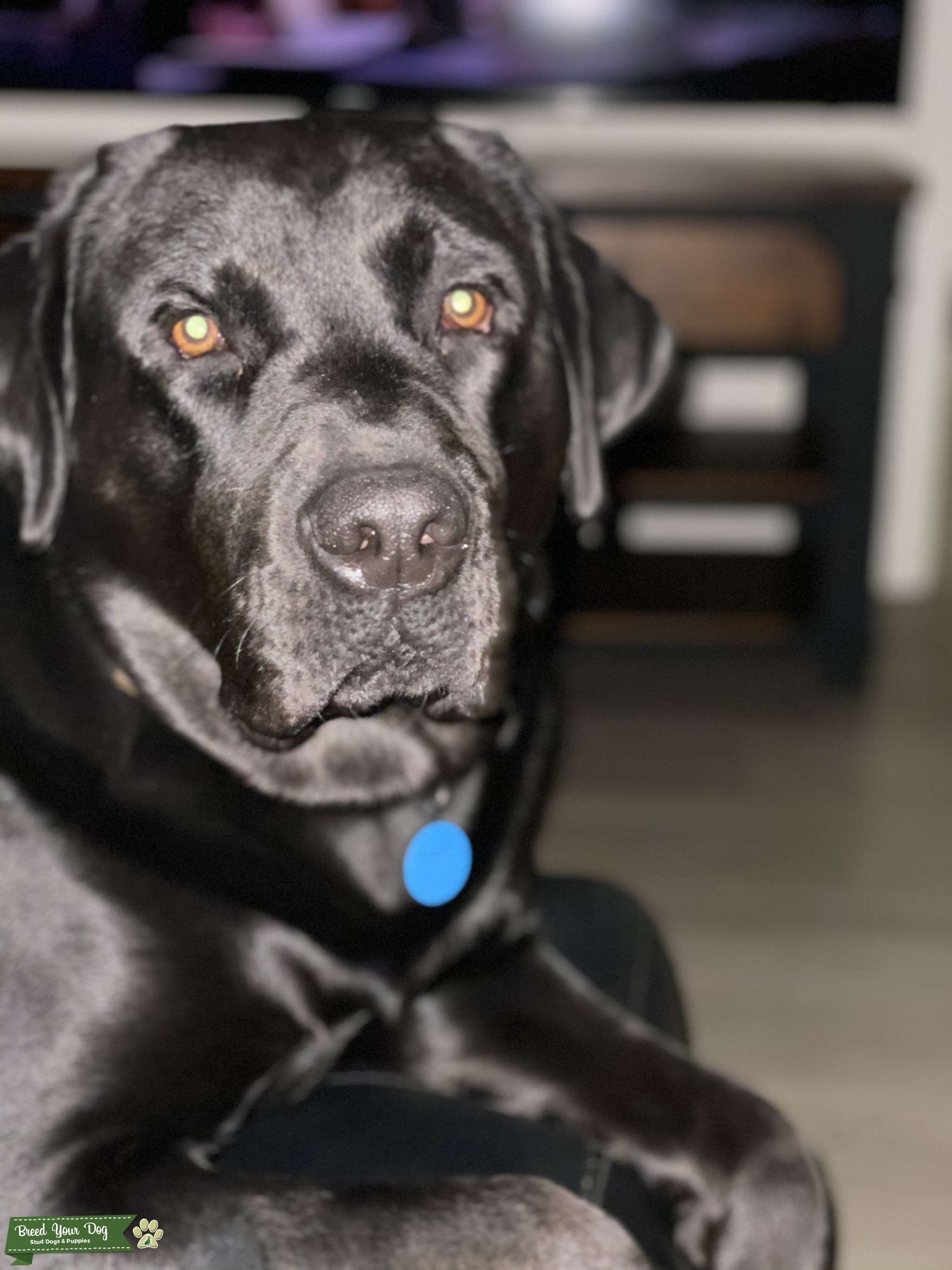 Big, Healthy and Good Looking English Lab. - Stud Dog in Rockville, MD ...